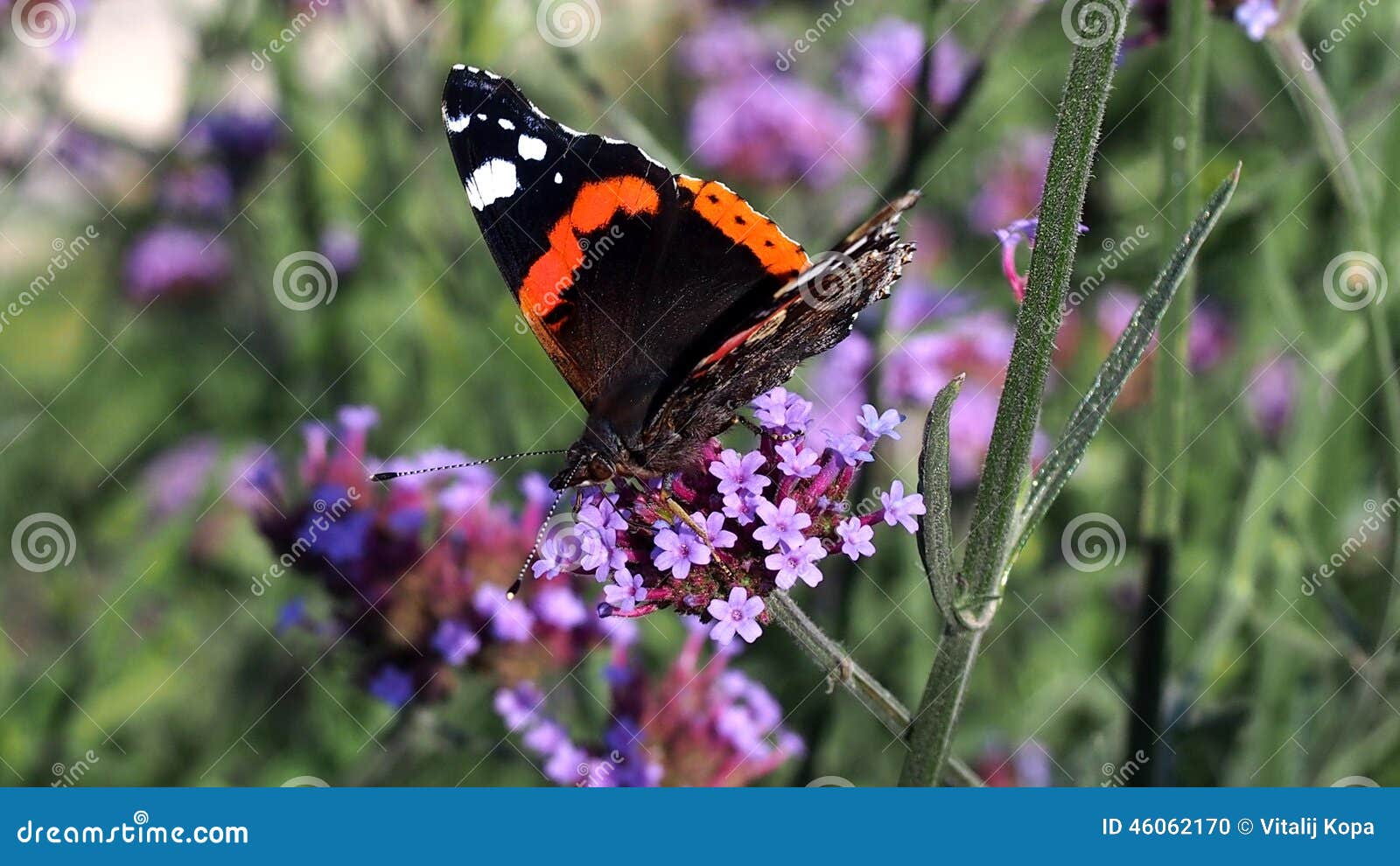 Farfalla fotografia stock. Immagine di viola, campi, verde - 46062170