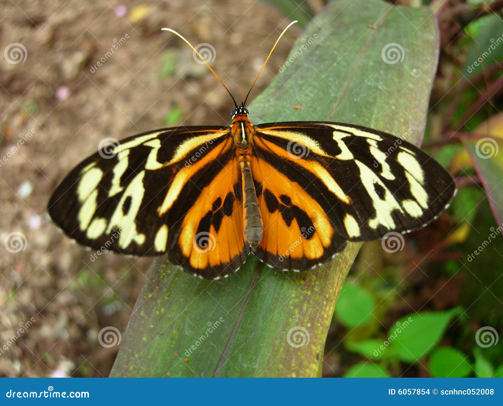 Farfalla fotografia stock. Immagine di abbastanza, rilassamento - 6057854