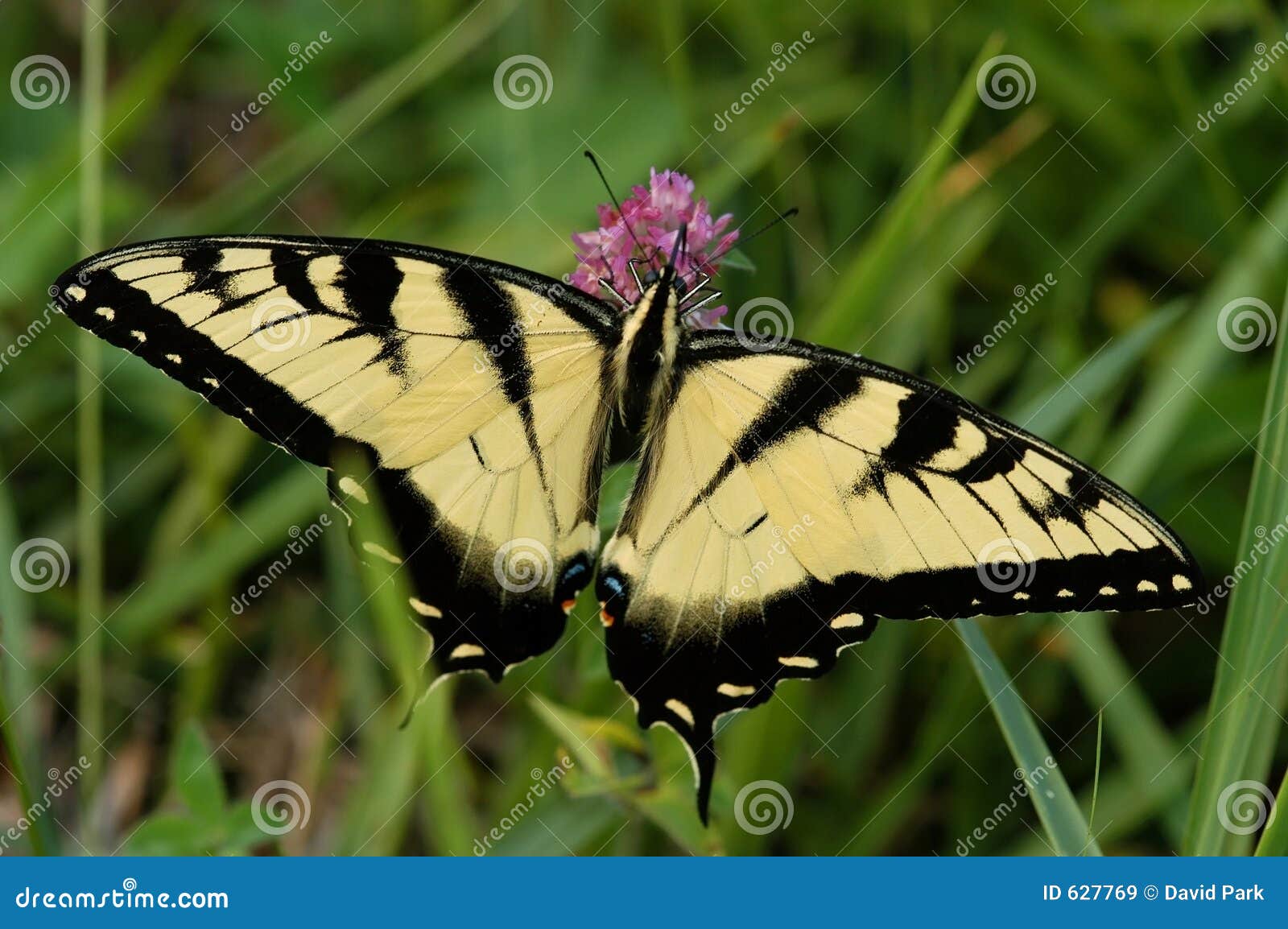 Farfalla immagine stock. Immagine di antenna, nero, insetto - 627769