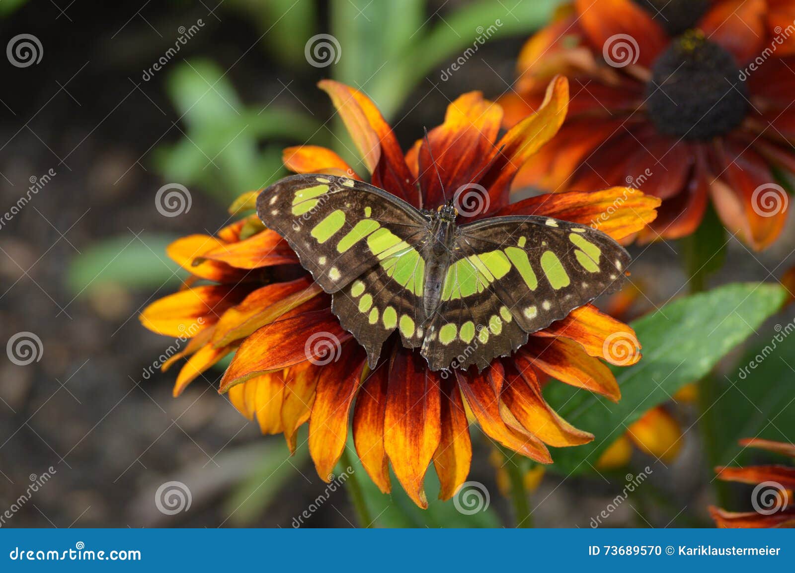 Farfalla fotografia stock. Immagine di nettare, nero - 73689570