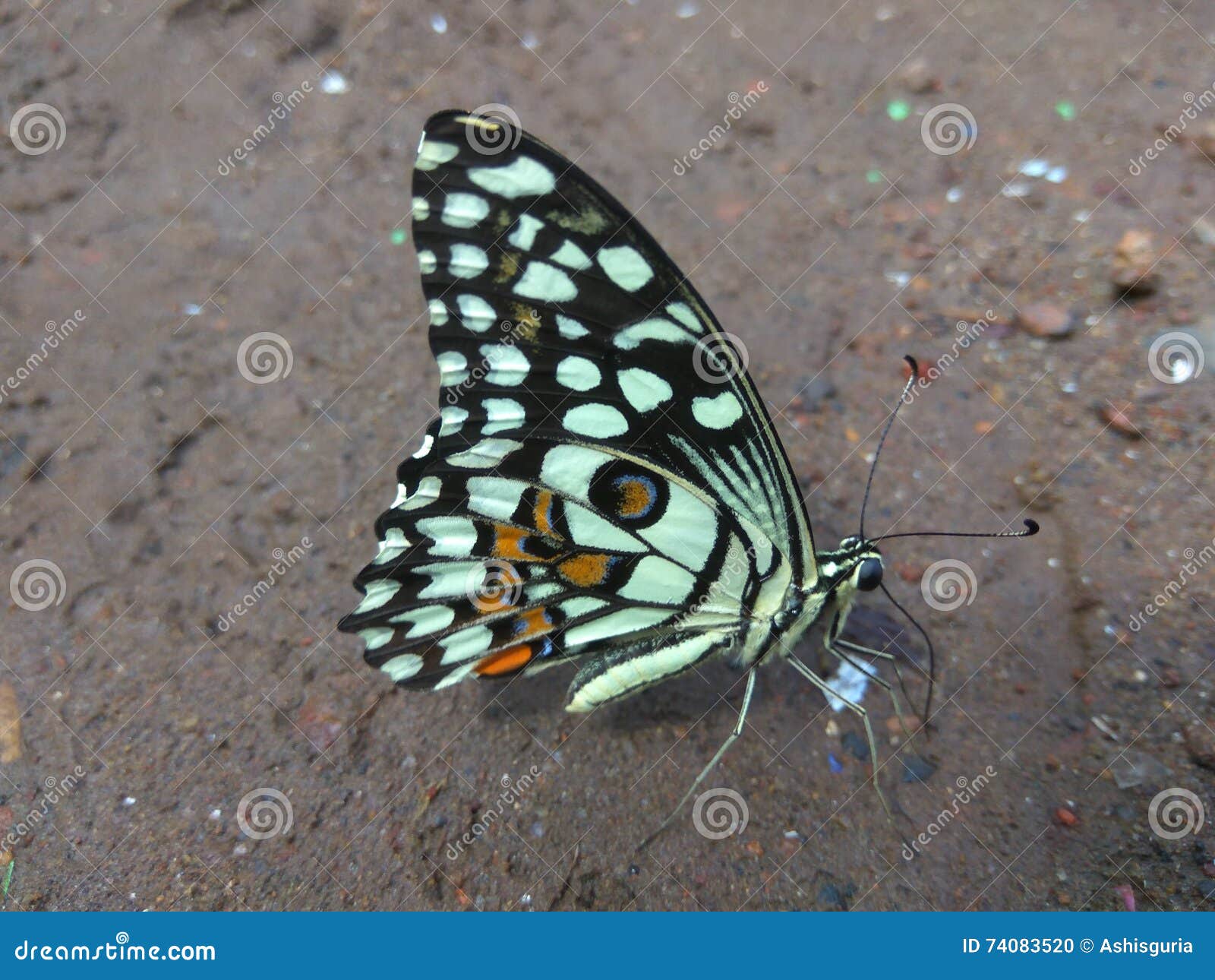 Farfalla fotografia stock. Immagine di particolare, animale - 74083520