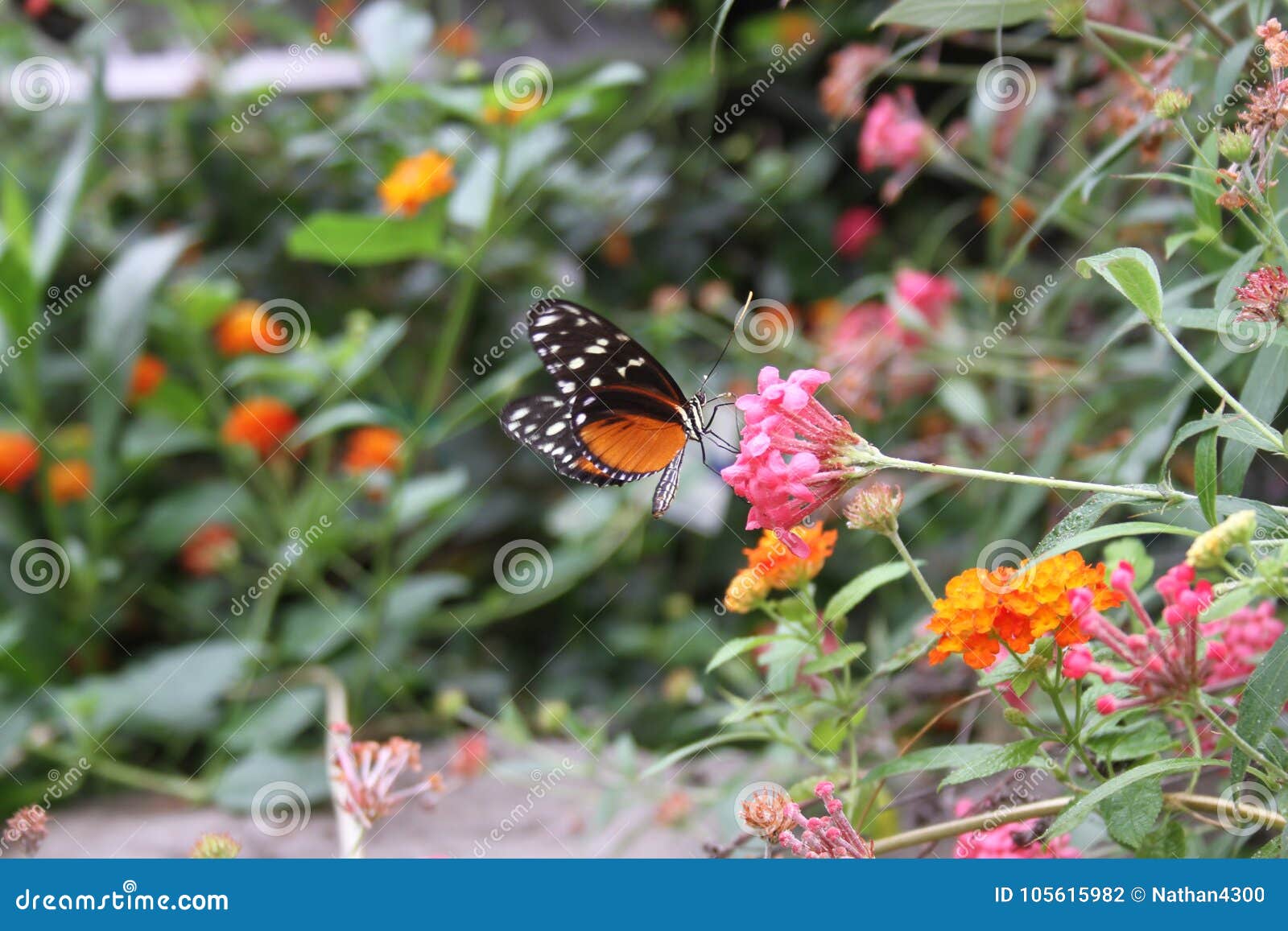Farfalla Arancio & Bianca Nera Nel San Louis Zoo Fotografia Stock ...