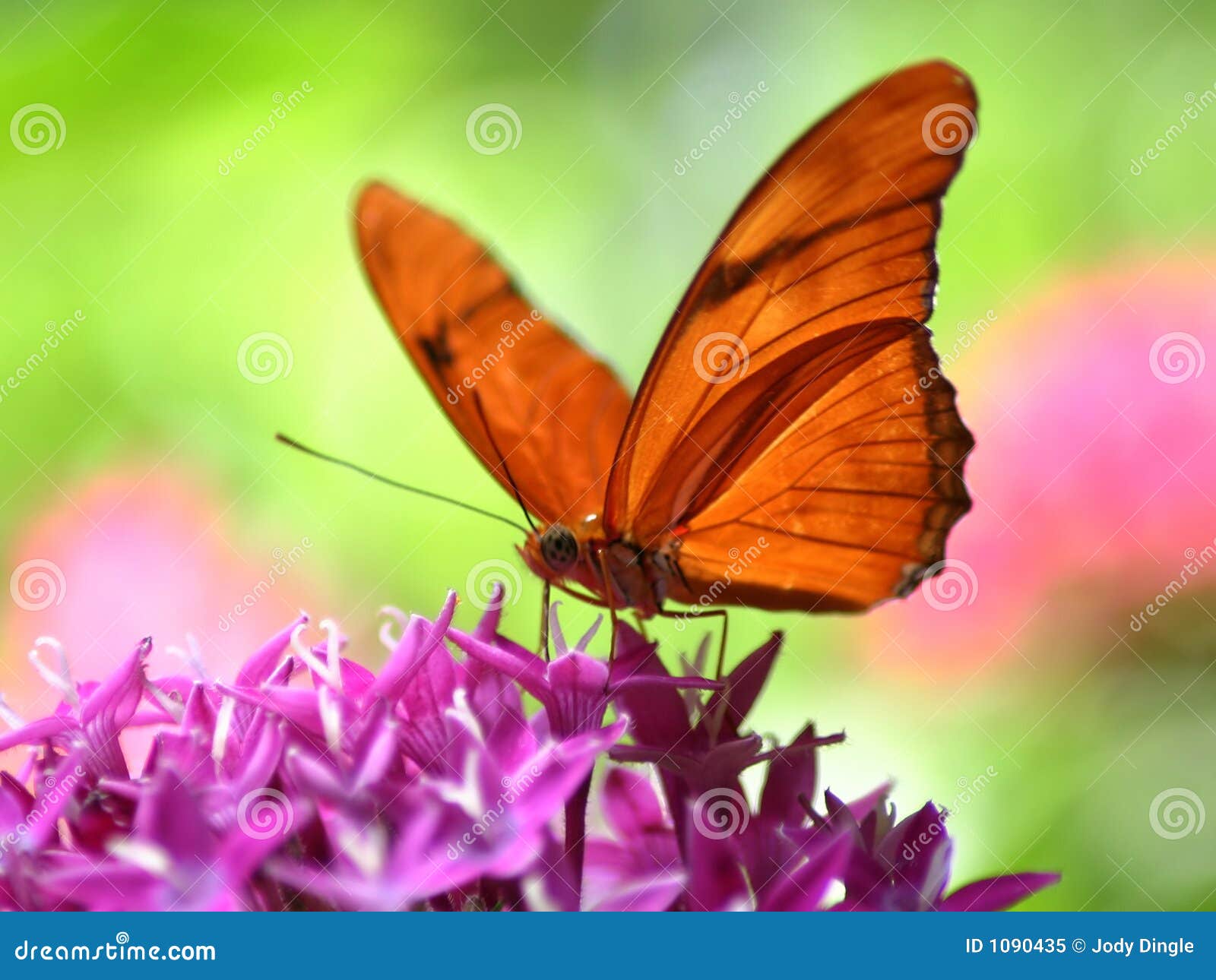Farfalla arancione immagine stock. Immagine di cespuglio - 1090435