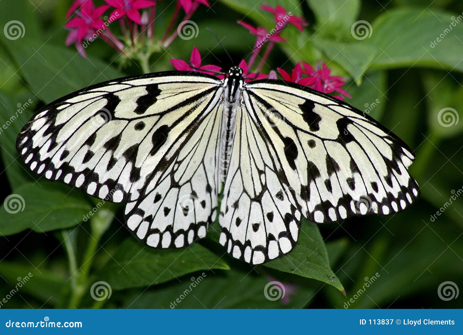 Farfalla bianca immagine stock. Immagine di farfalla, bianco - 113837