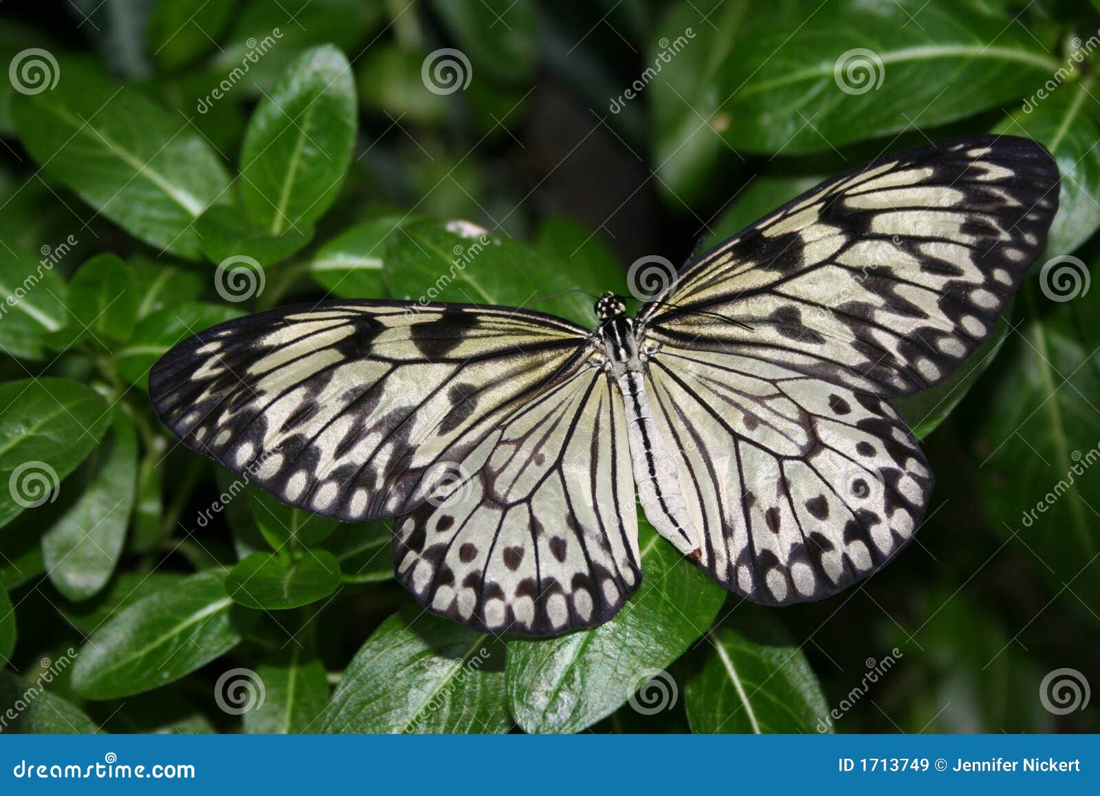 Farfalla bianca immagine stock. Immagine di attraente - 1713749