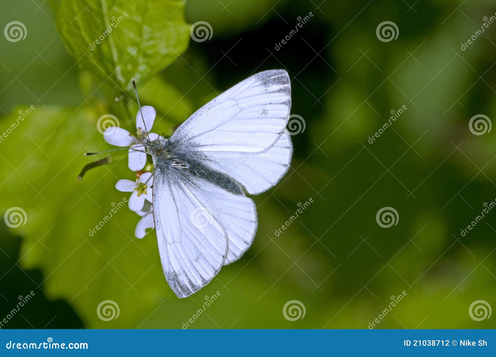 Farfalla bianca fotografia stock. Immagine di fiore, particolare - 21038712