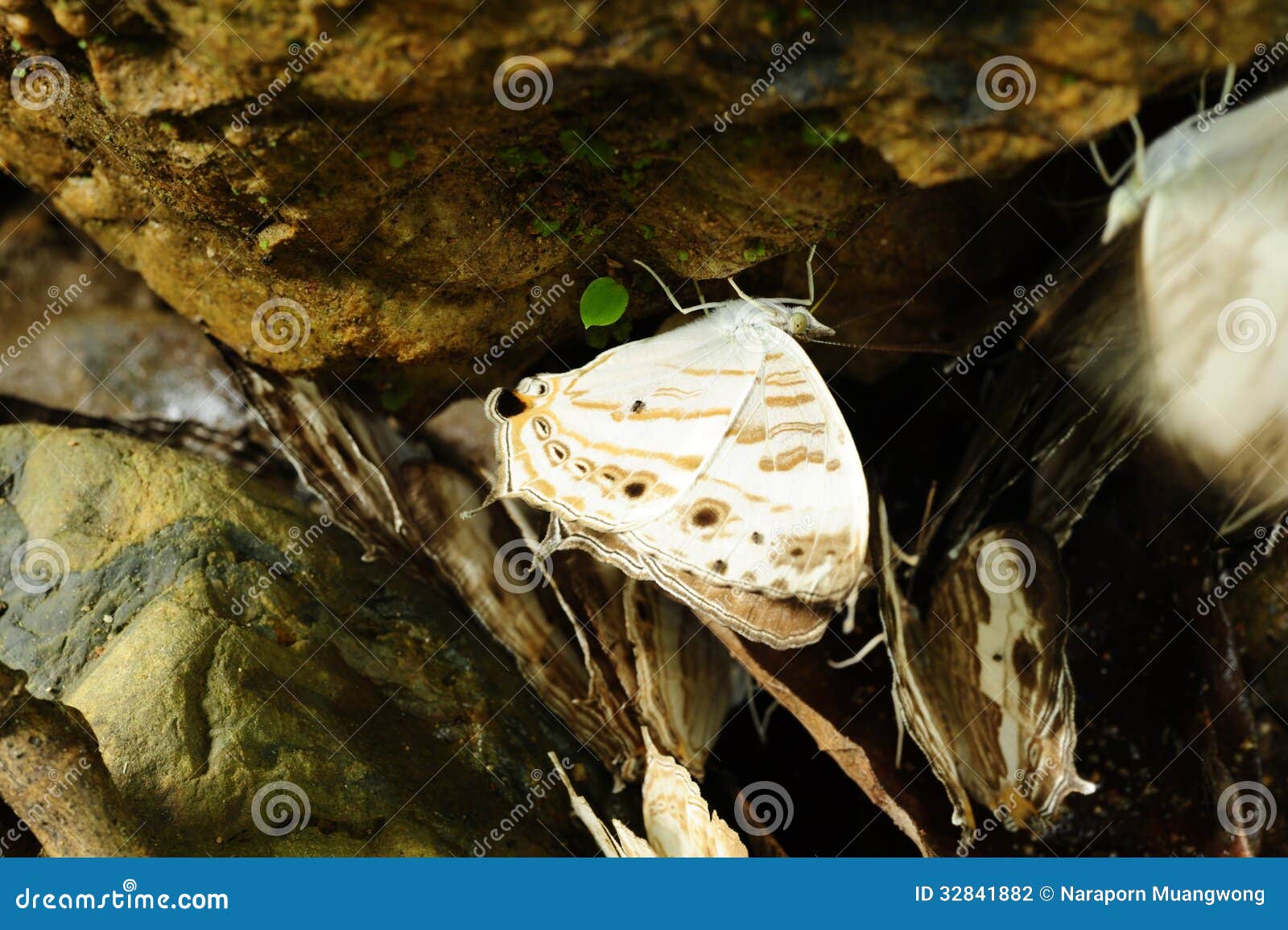Farfalla bianca fotografia stock. Immagine di pietra - 32841882