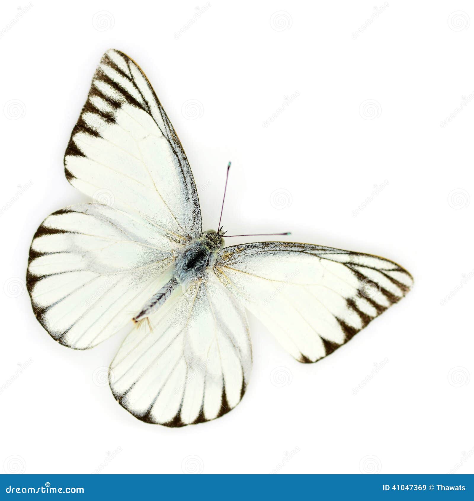 Farfalla bianca immagine stock. Immagine di colorato - 41047369