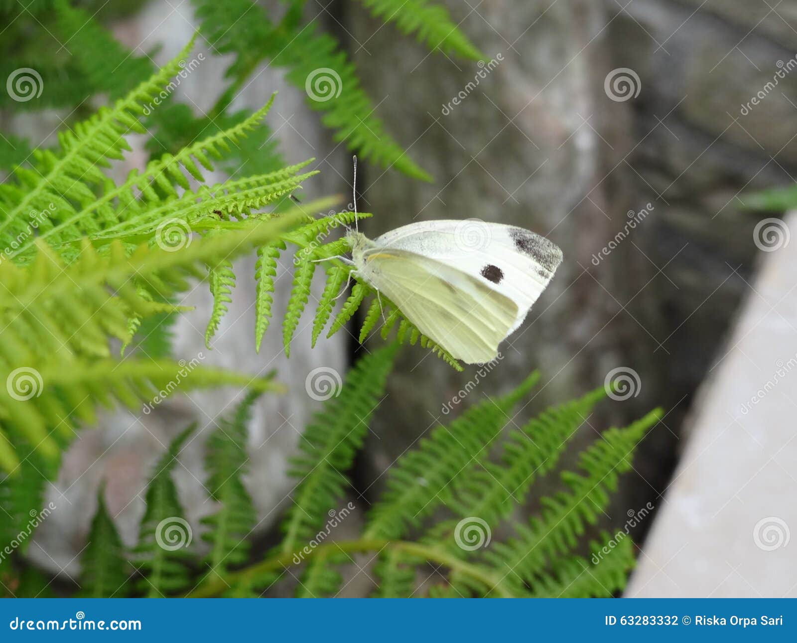 Farfalla bianca fotografia stock. Immagine di selvaggio - 63283332
