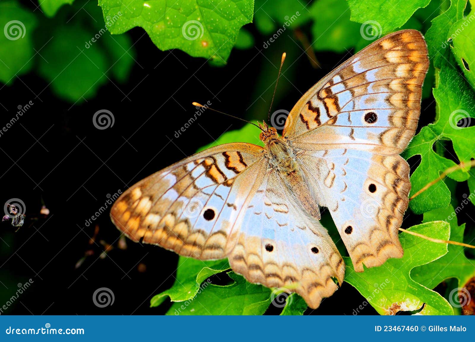 Farfalla bianca del pavone fotografia stock. Immagine di bevanda - 23467460