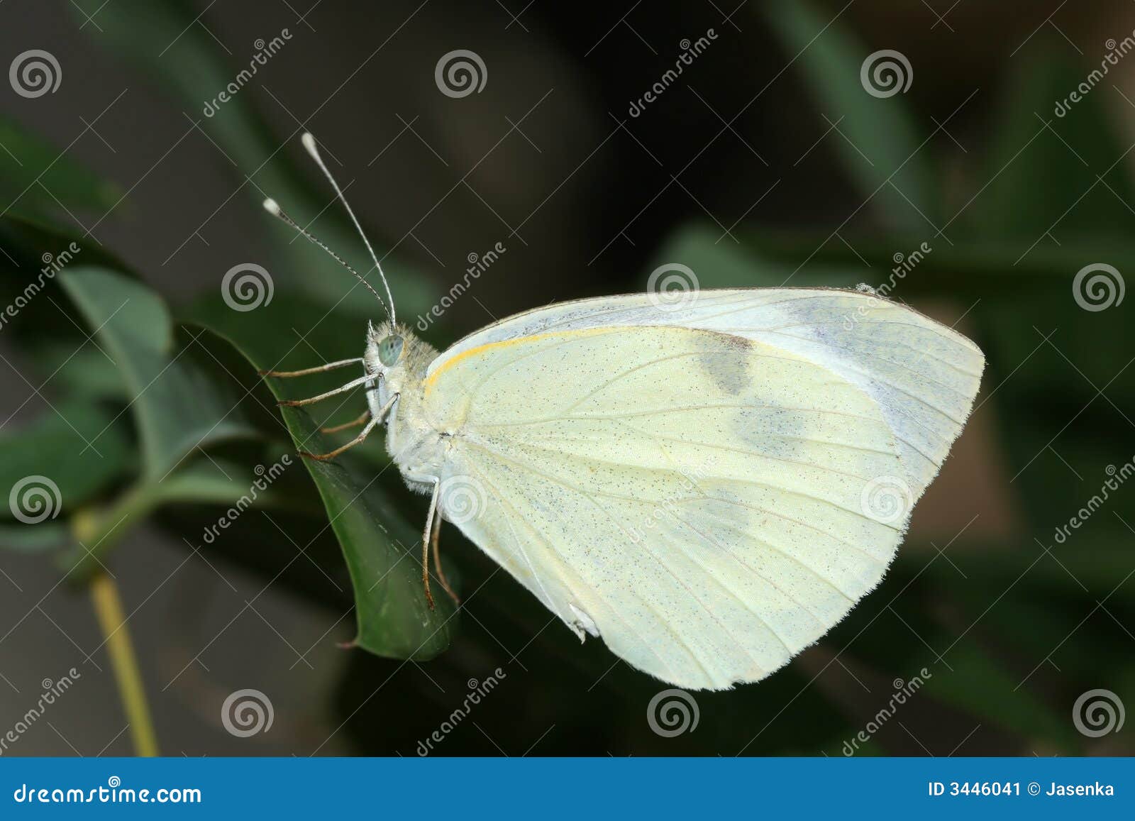 Farfalla Bianca Della Foresta Immagine Stock - Immagine di ecologia ...