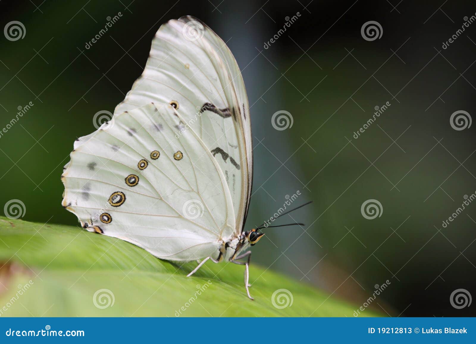 Farfalla bianca di morpho immagine stock. Immagine di foglio - 19212813