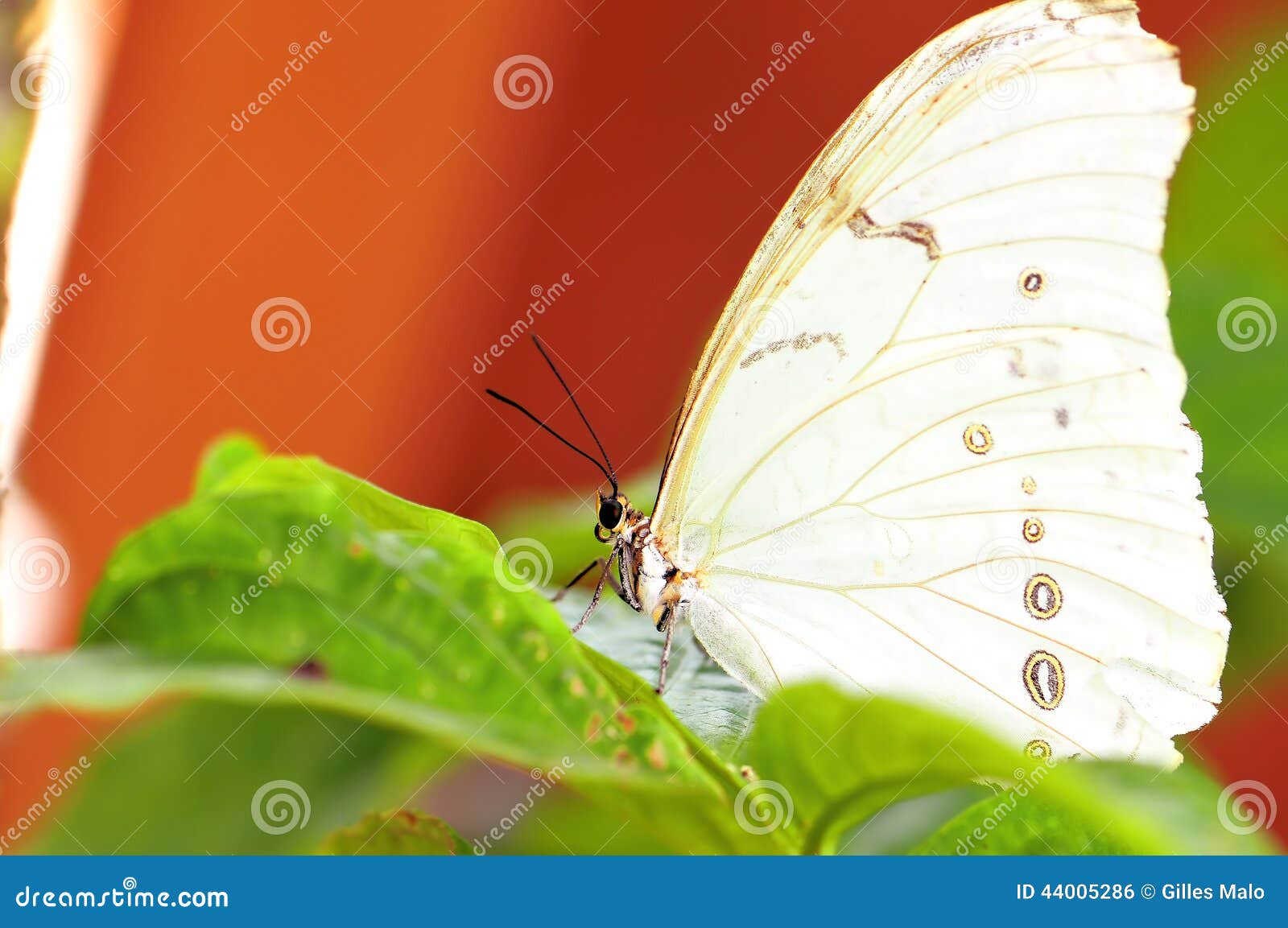 Farfalla Bianca Di Morpho (polyphemus Di Morpho) Fotografia Stock ...
