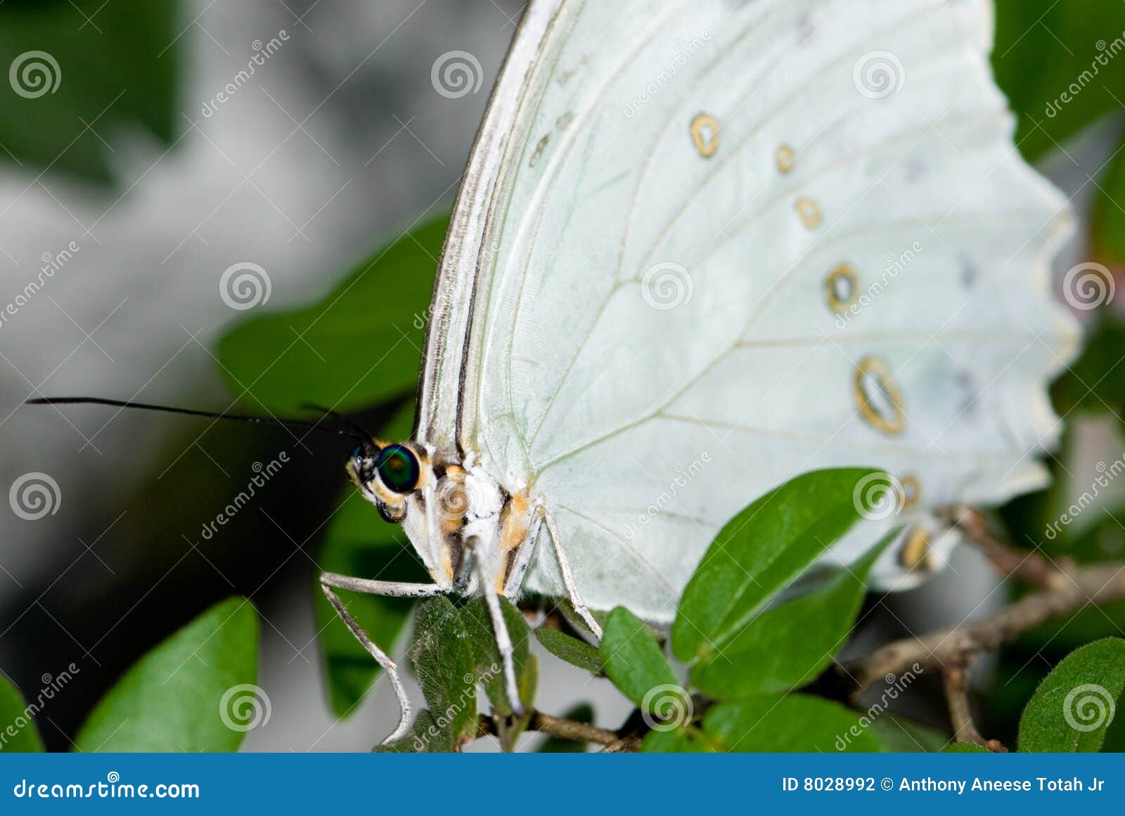 Farfalla Bianca Di Morpho (polyphemus Di Morpho) Fotografia Stock ...