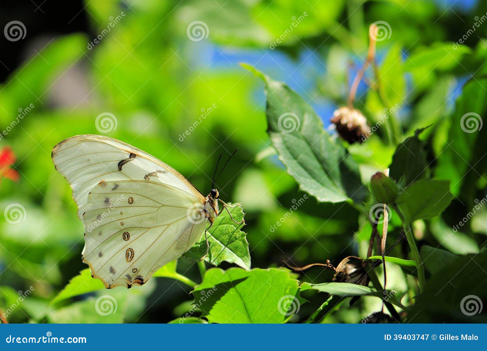 Farfalla Bianca Di Morpho Sulla Foglia Immagine Stock - Immagine di ...