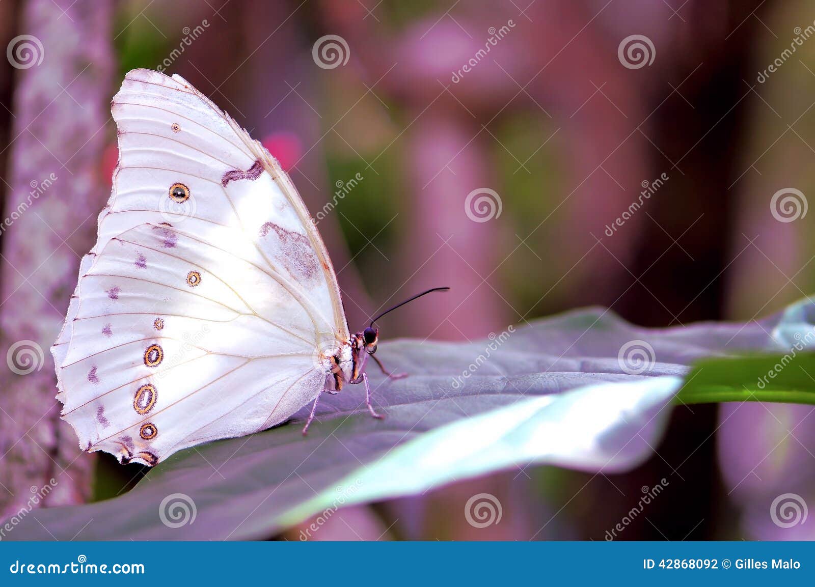 Farfalla Bianca Di Morpho Sulla Foglia Fotografia Stock - Immagine di ...