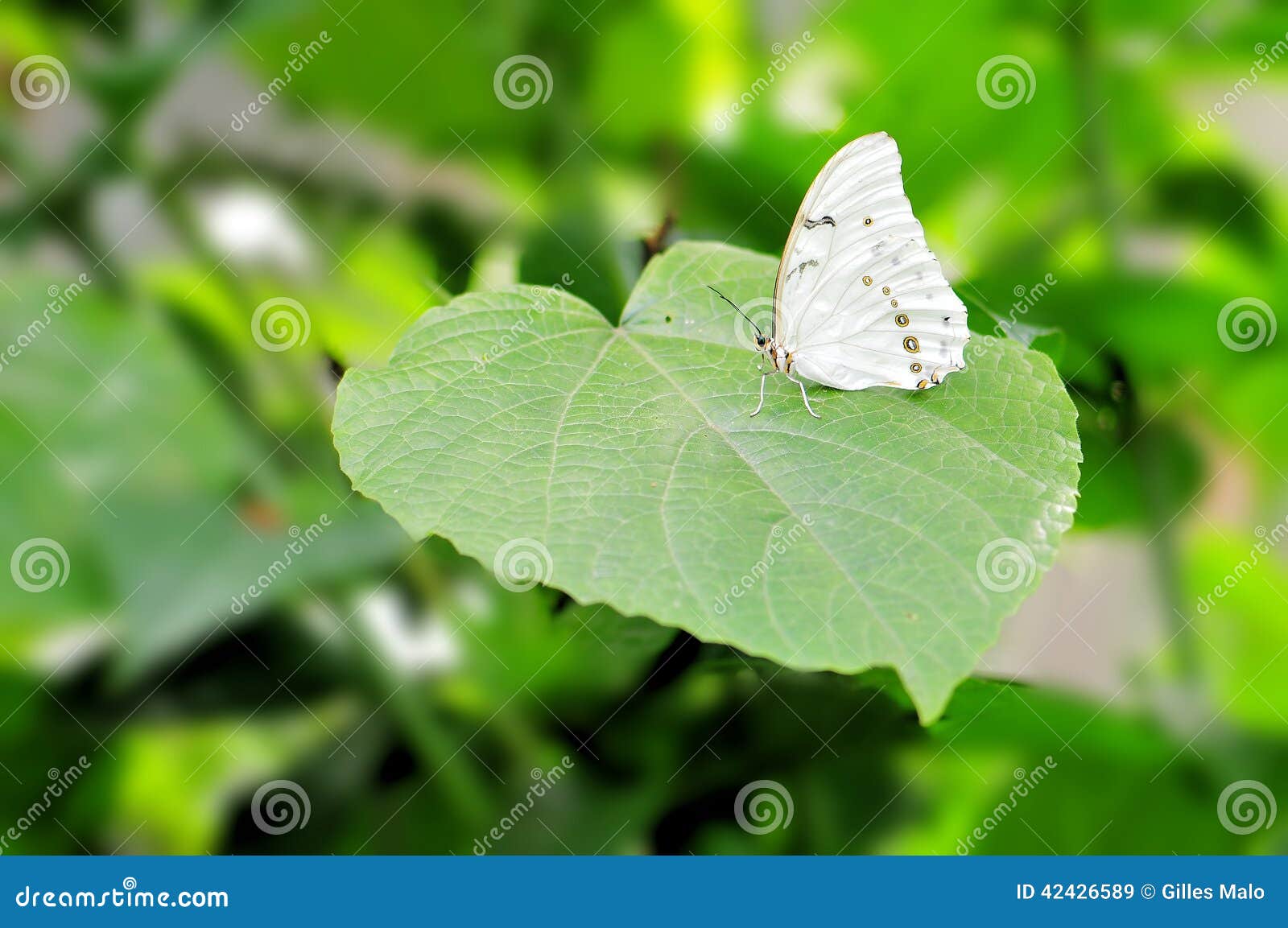 Farfalla Bianca Di Morpho Sulla Grande Foglia Immagine Stock - Immagine ...