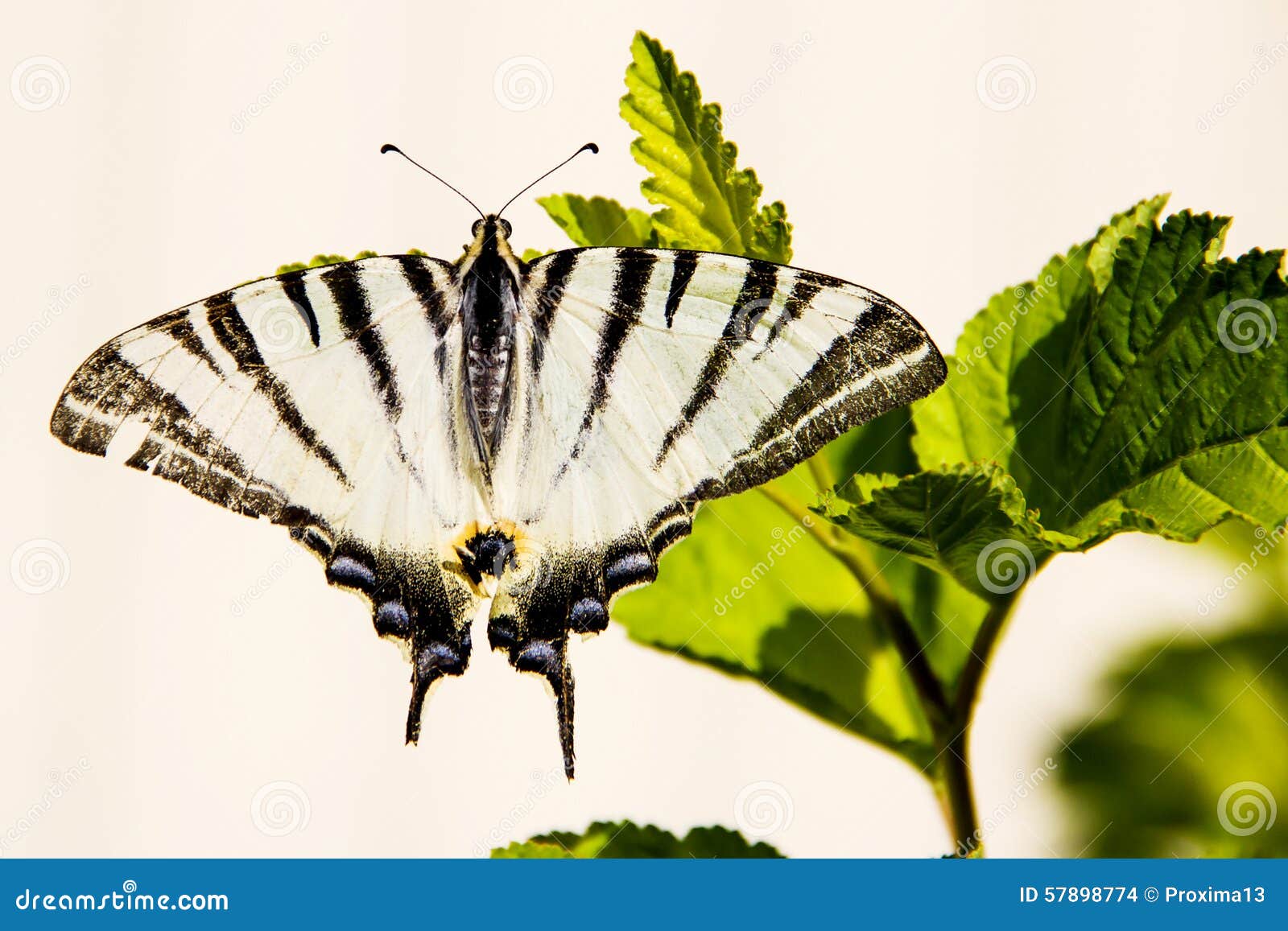 Farfalla Bianca Nera Nel Selvaggio Fotografia Stock - Immagine di vita ...