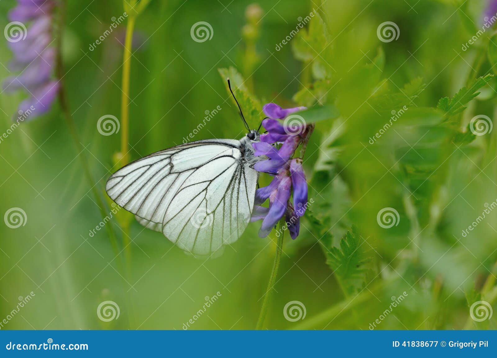 Farfalla Bianca Nero-venata Immagine Stock - Immagine di farfalla ...