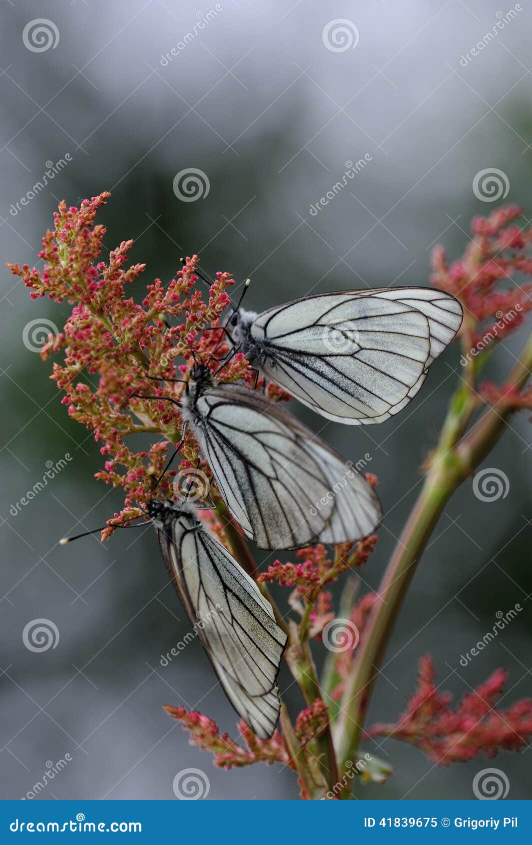 Farfalla Bianca Nero-venata Immagine Stock - Immagine di bello, insetto ...