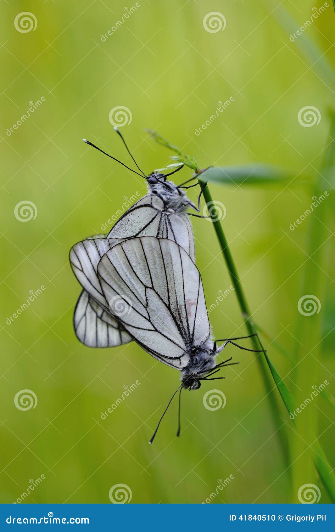 Farfalla Bianca Nero-venata Fotografia Stock - Immagine di mosca ...