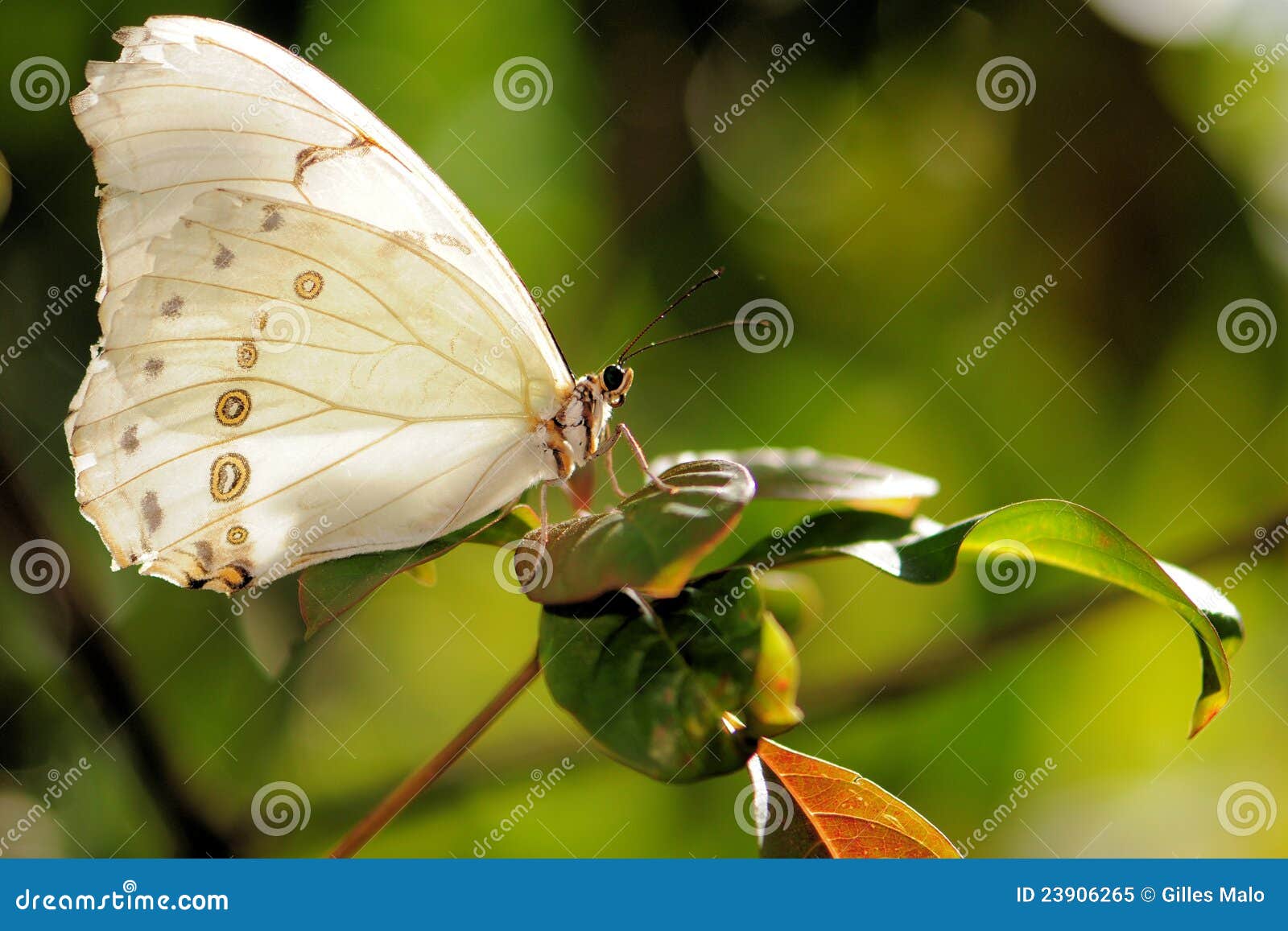 Farfalla Bianca Rara Di Morpho Immagine Stock - Immagine di piante ...