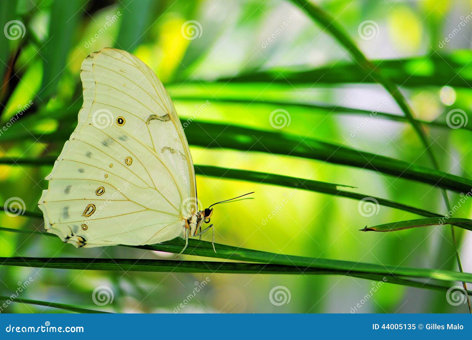 Farfalla Bianca Rara Di Morpho Immagine Stock - Immagine di conchiglie ...