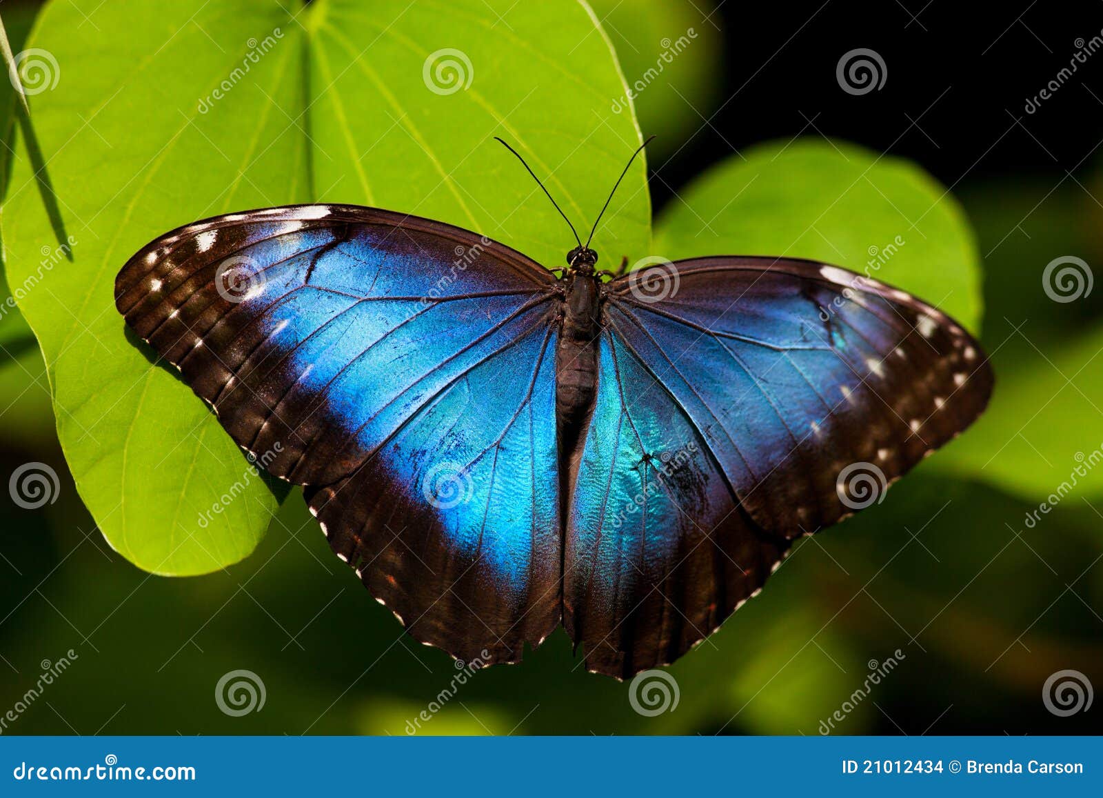 Farfalla blu fotografia stock. Immagine di particolare - 21012434