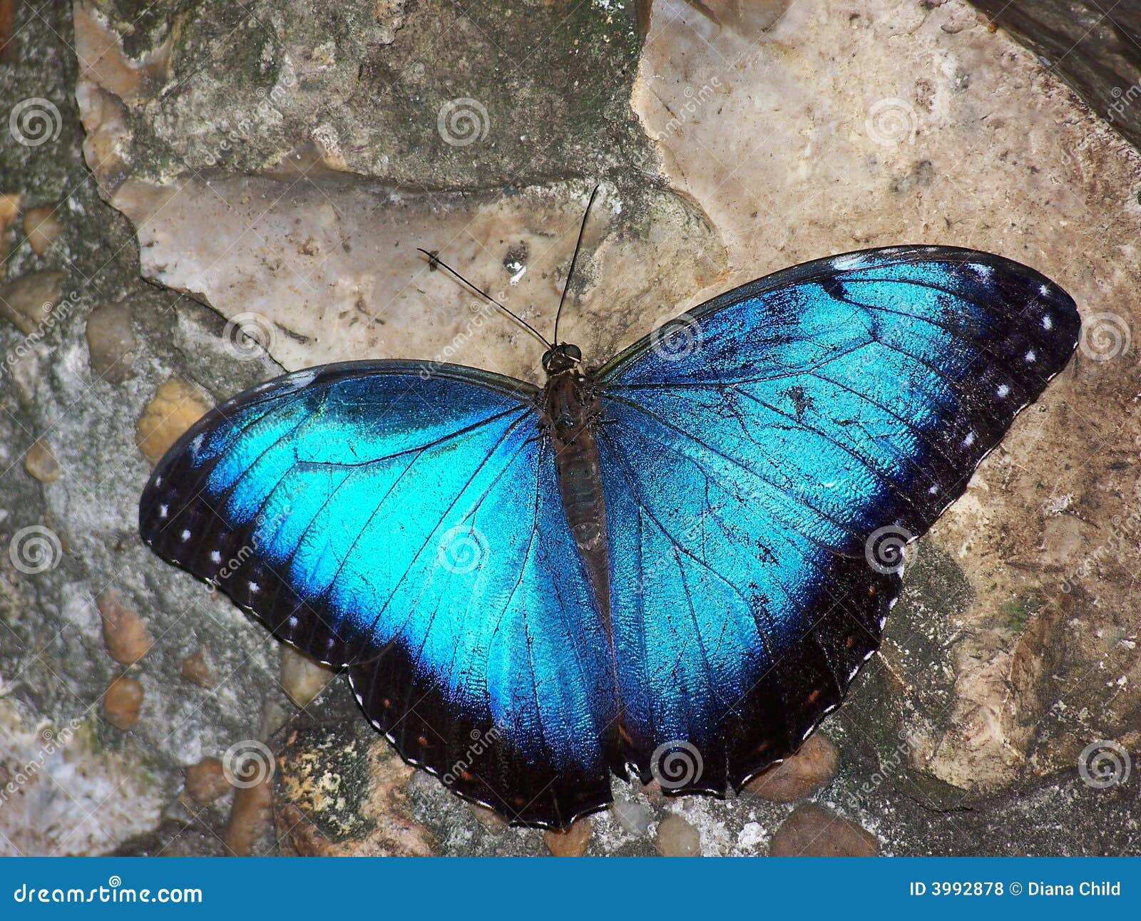 Farfalla blu fotografia stock. Immagine di colore, americano - 3992878