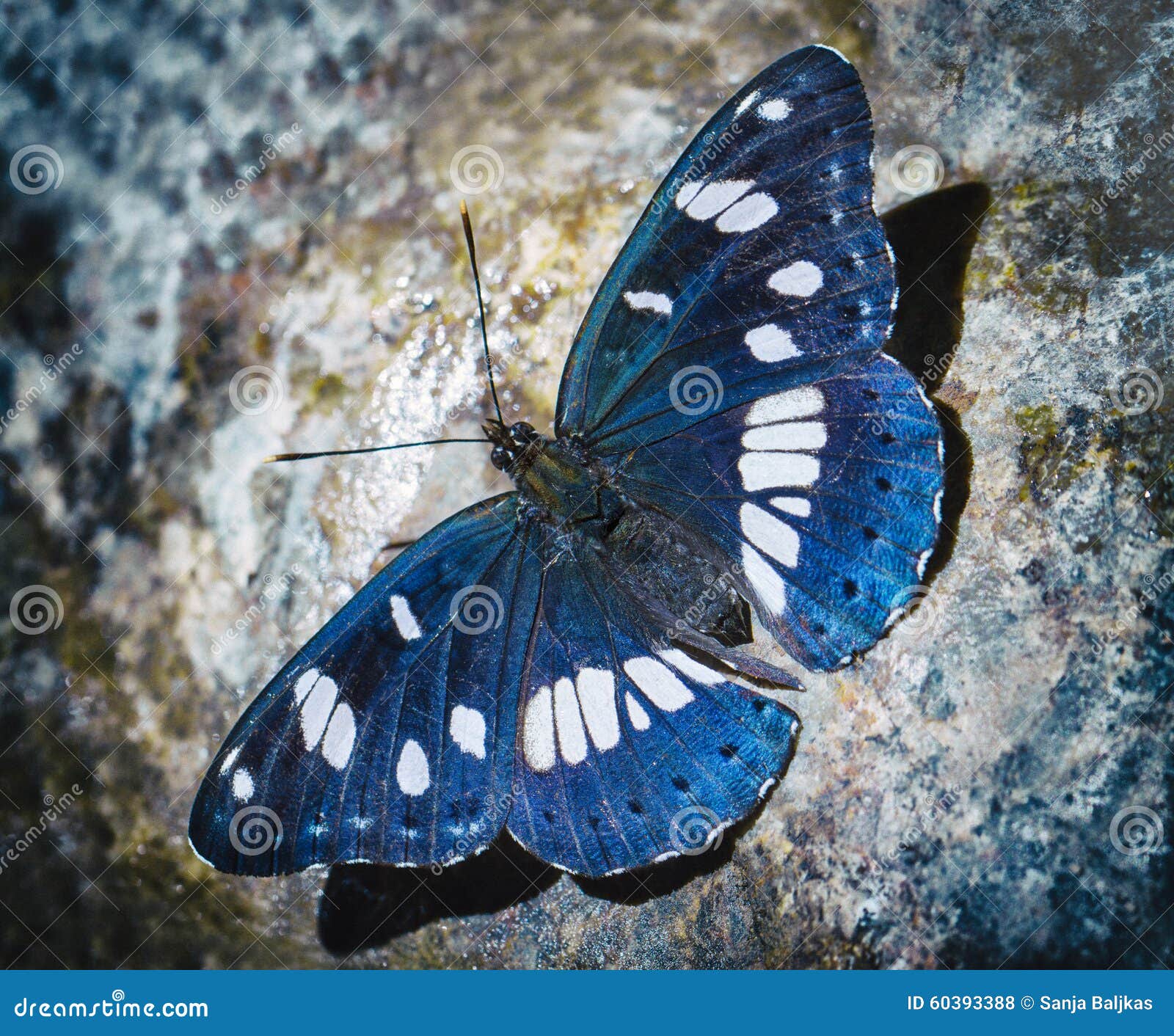 Farfalla blu fotografia stock. Immagine di sognatore - 60393388