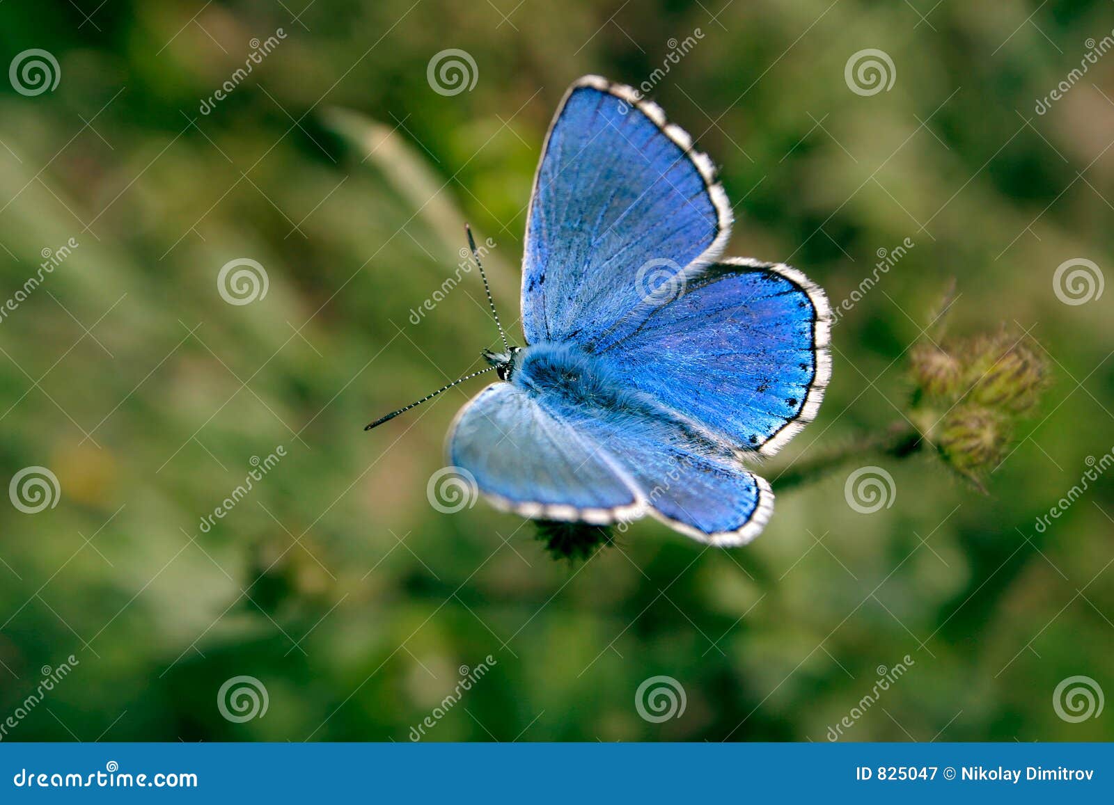 Farfalla blu immagine stock. Immagine di fiore, estate - 825047
