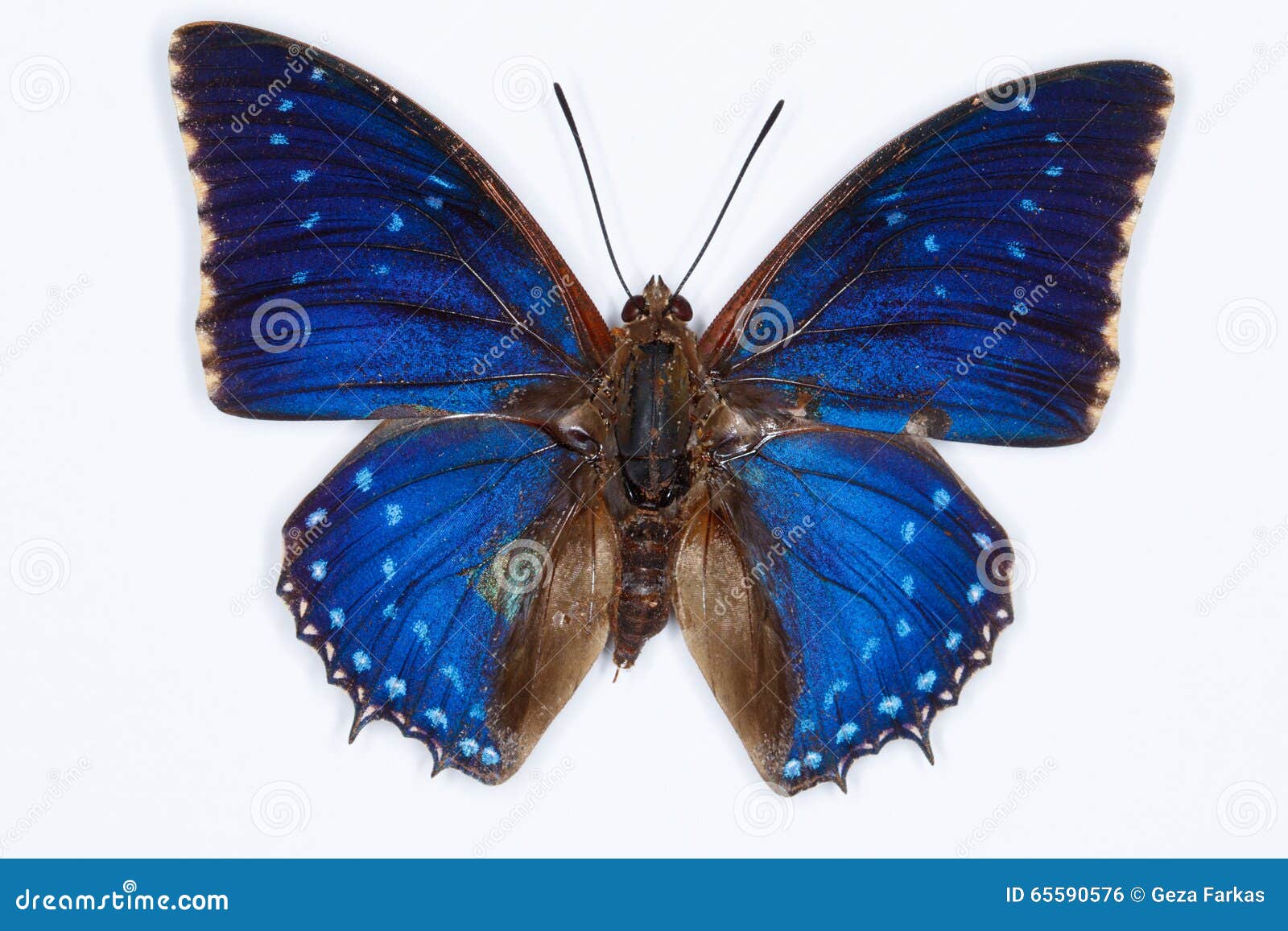 Farfalla Blu Comune Dei Charaxes, Isolata Su Bianco Fotografia Stock ...