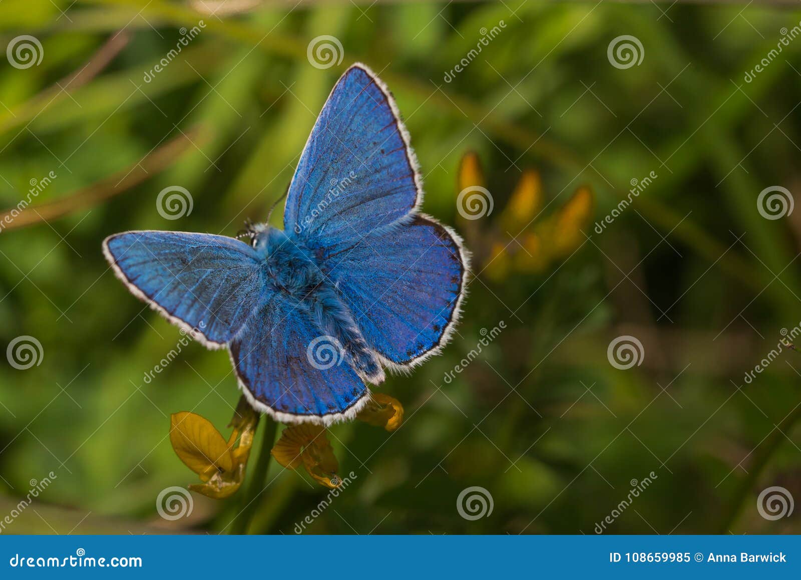 Farfalla Blu Comune Del Maschio, Polyommatus Icaro Immagine Stock ...