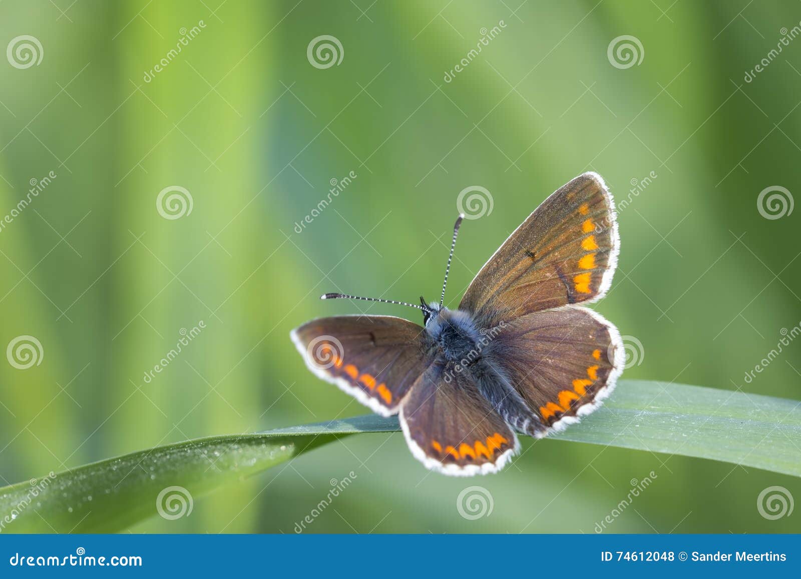 Farfalla Blu Comune Della Femmina, Polyommatus Icaro Fotografia Stock ...
