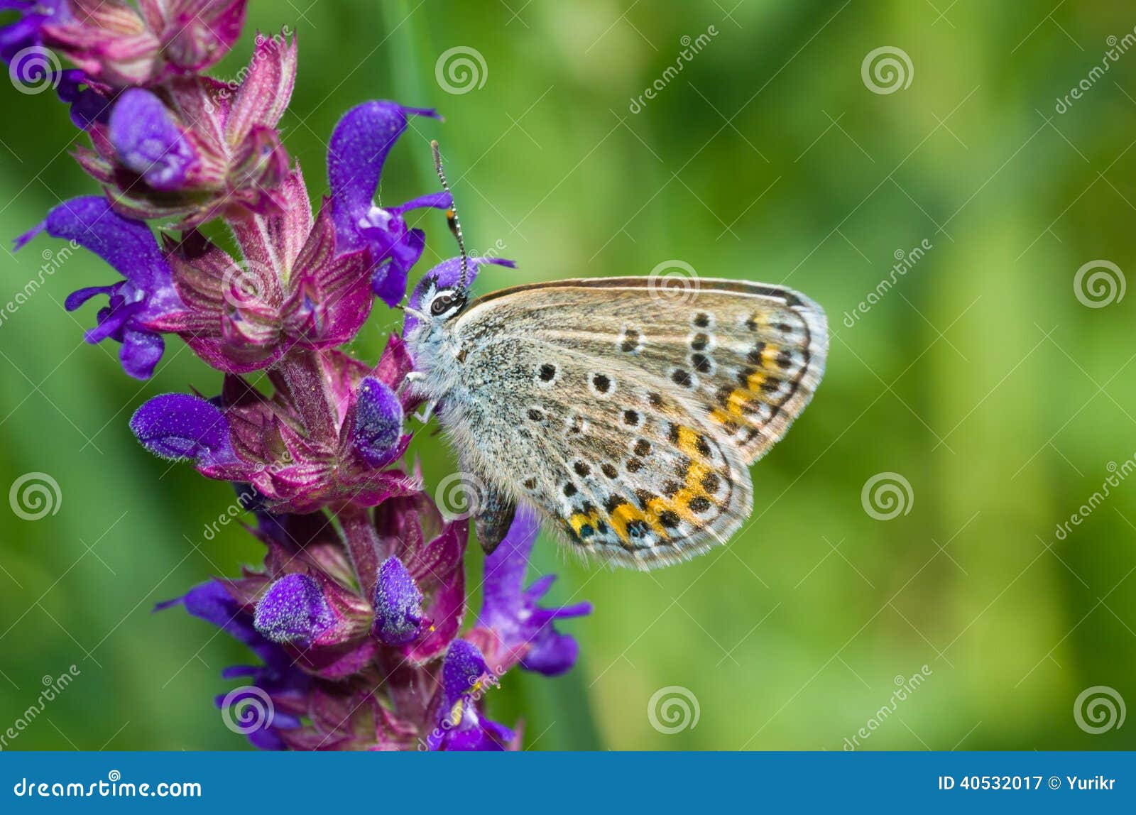 Farfalla Blu Comune Su Un Fiore Selvaggio Immagine Stock - Immagine di ...