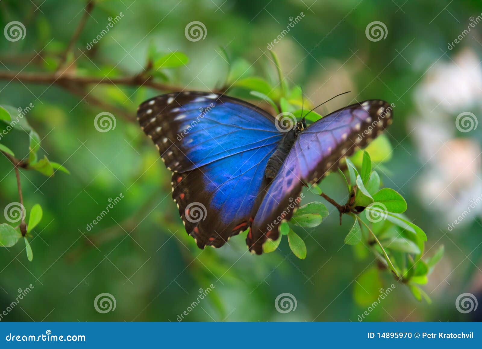 Farfalla blu di Morpho fotografia stock. Immagine di insetto - 14895970