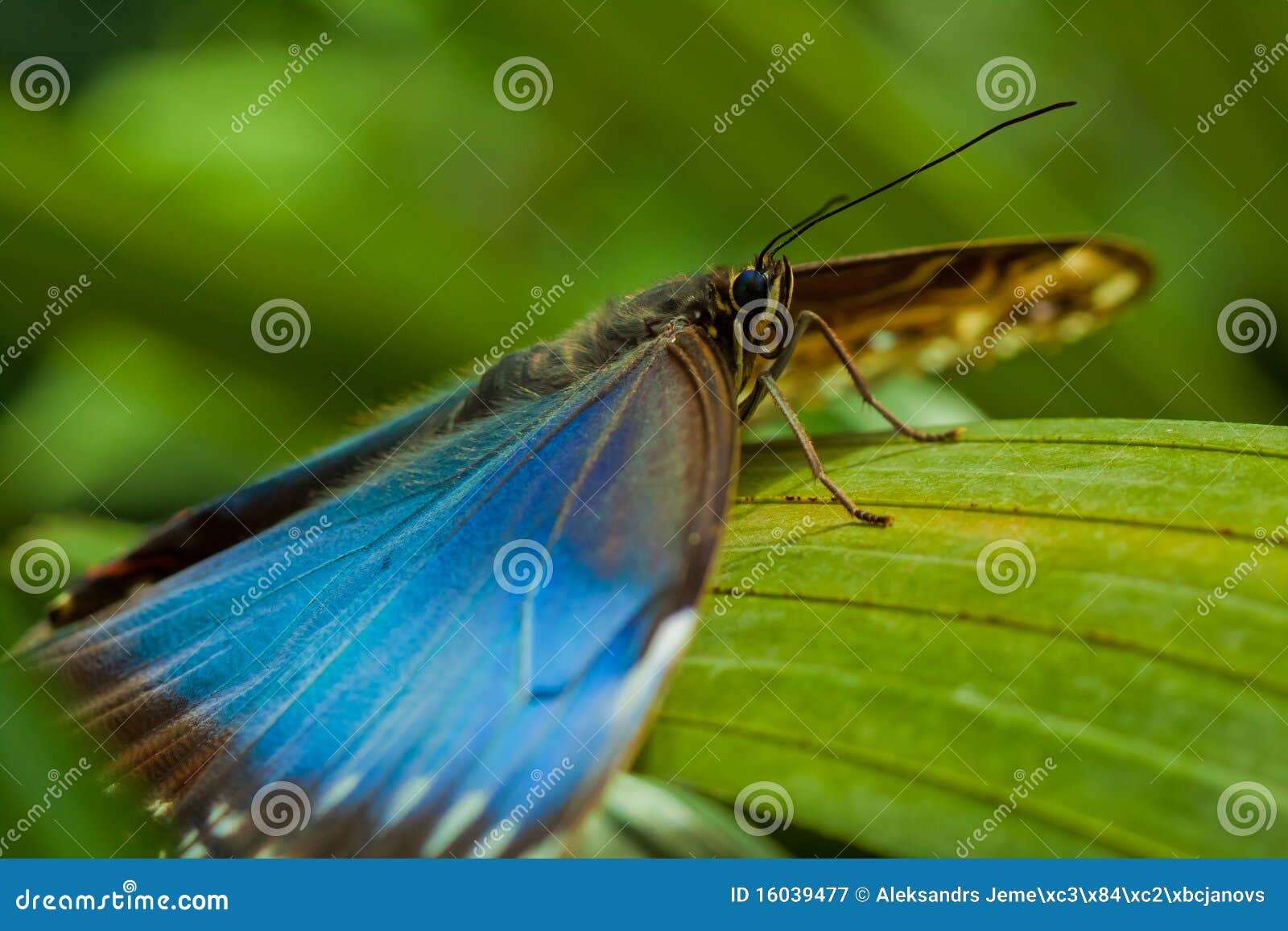Farfalla blu di Morpho immagine stock. Immagine di animali - 16039477