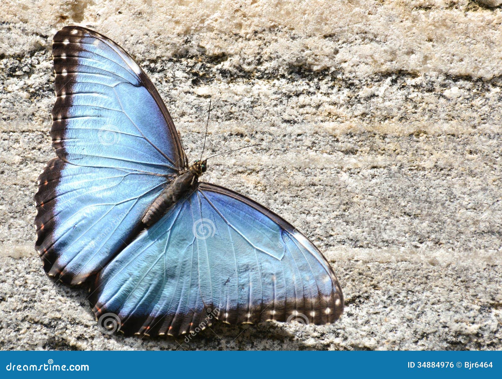 Farfalla blu di Morpho fotografia stock. Immagine di cadute - 34884976