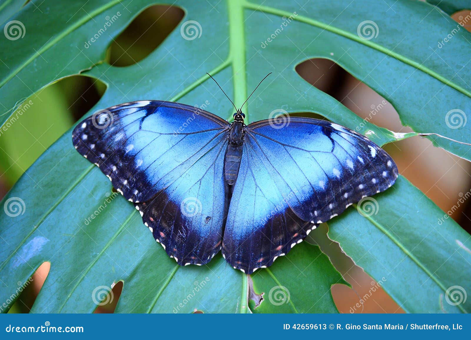 Farfalla blu di Morpho immagine stock. Immagine di foglio - 42659613