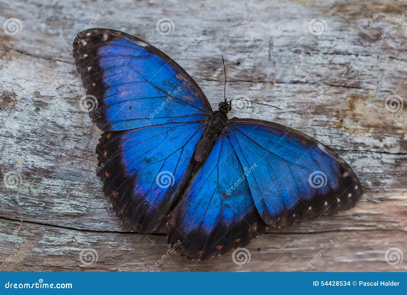 Farfalla blu di Morpho fotografia stock. Immagine di tropicale - 54428534