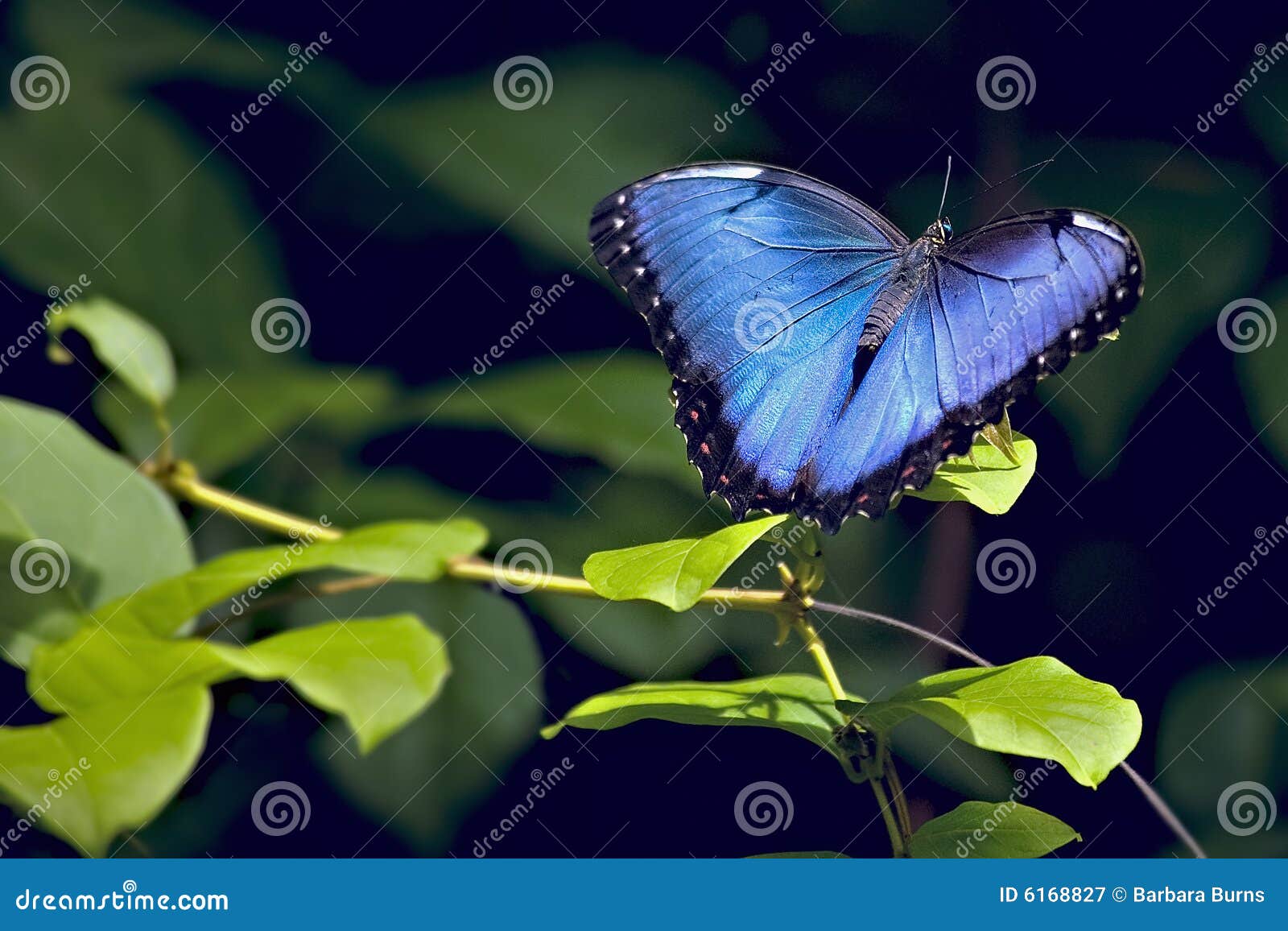 Farfalla blu di Morpho immagine stock. Immagine di messico - 6168827