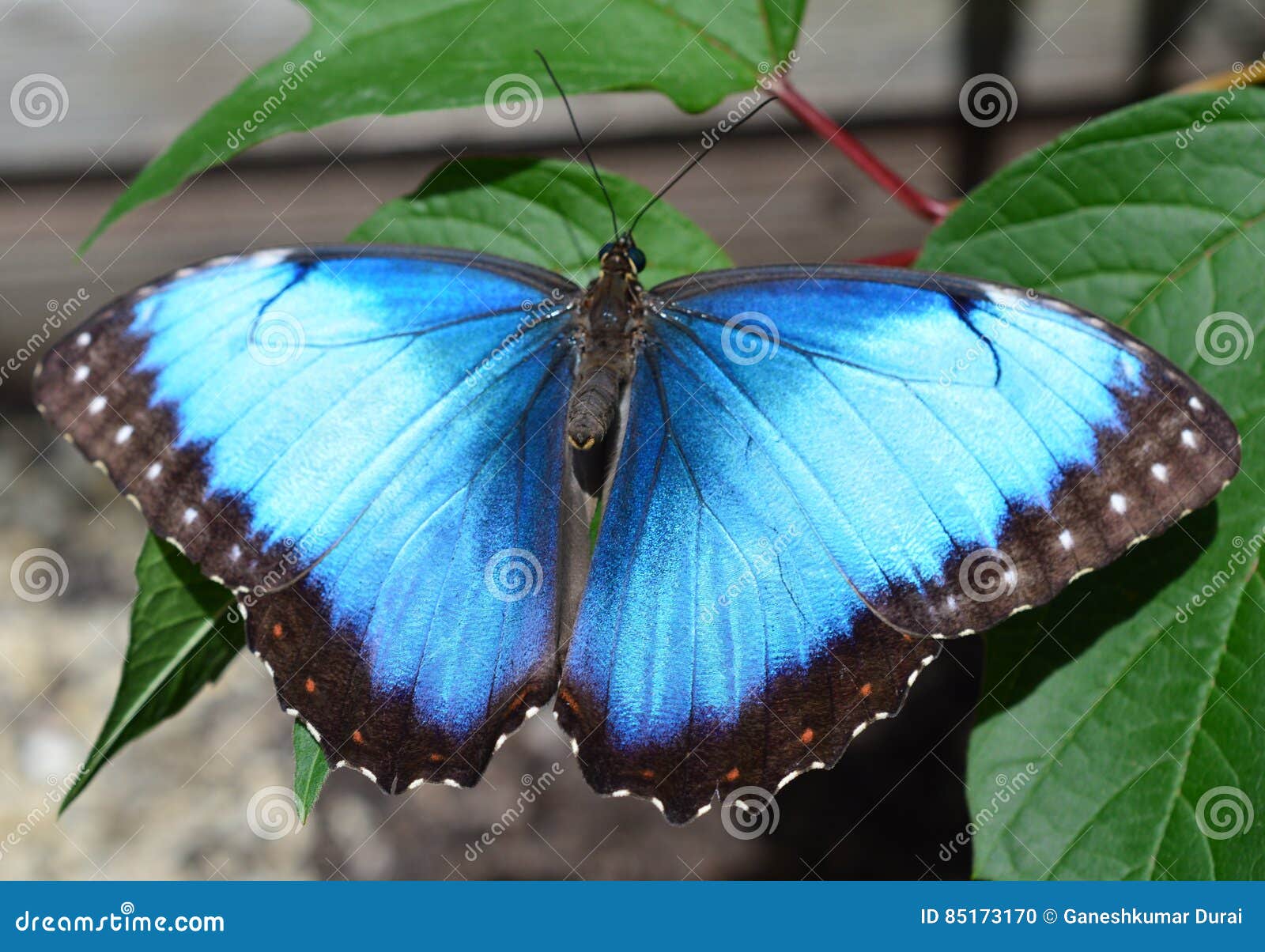 Farfalla blu di Morpho fotografia stock. Immagine di naughty - 85173170