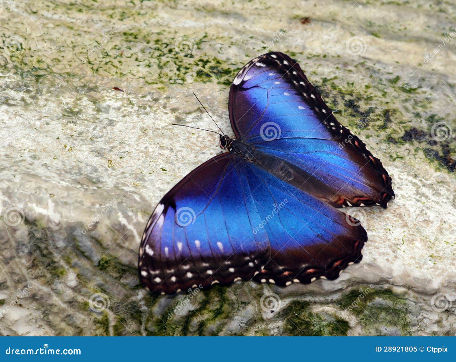 Farfalla Blu Di Morpho Con Le Ali Aperte Immagine Stock - Immagine di ...