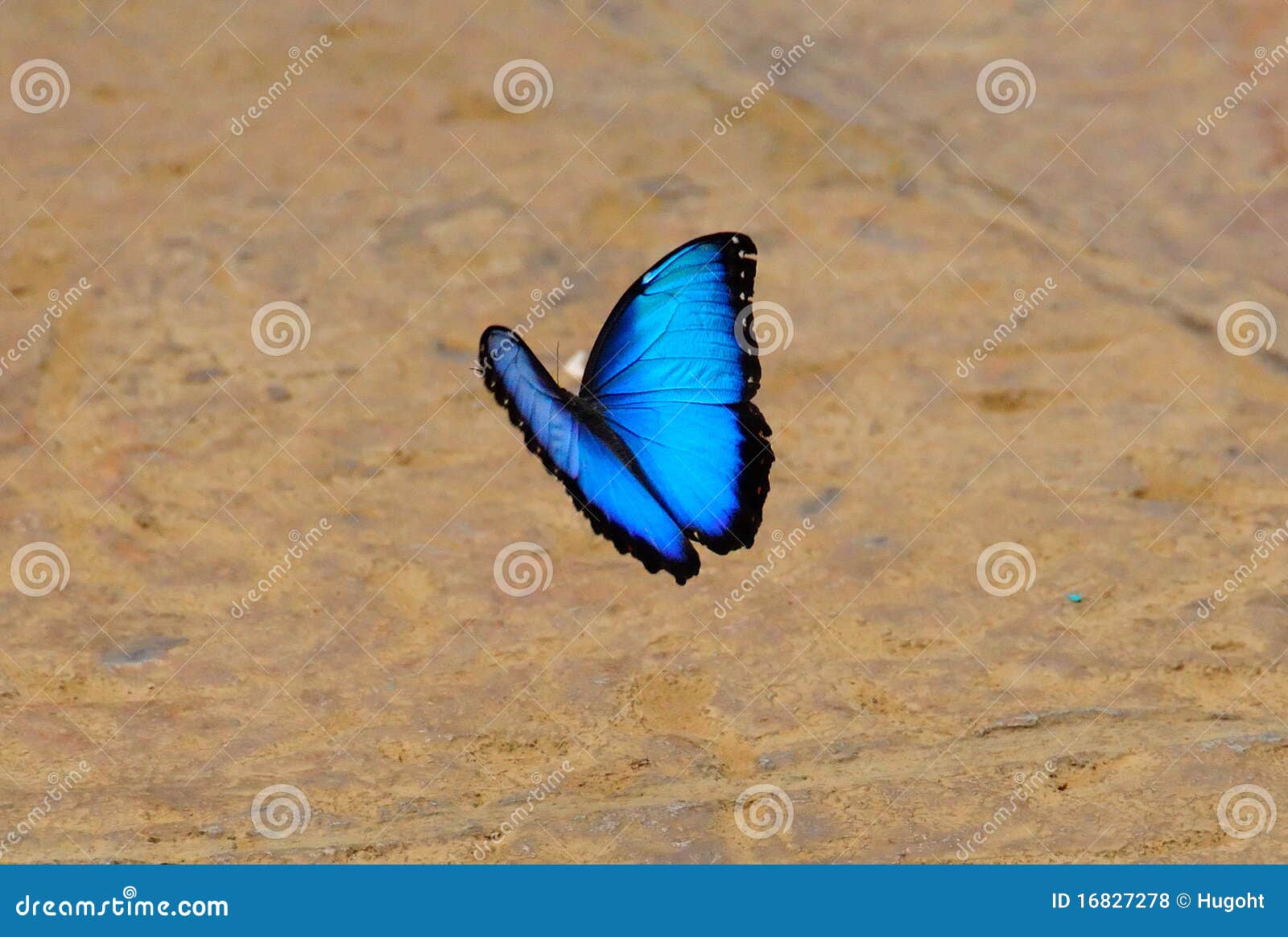 Farfalla Blu Di Morpho, Costa Rica Fotografia Stock - Immagine di ...