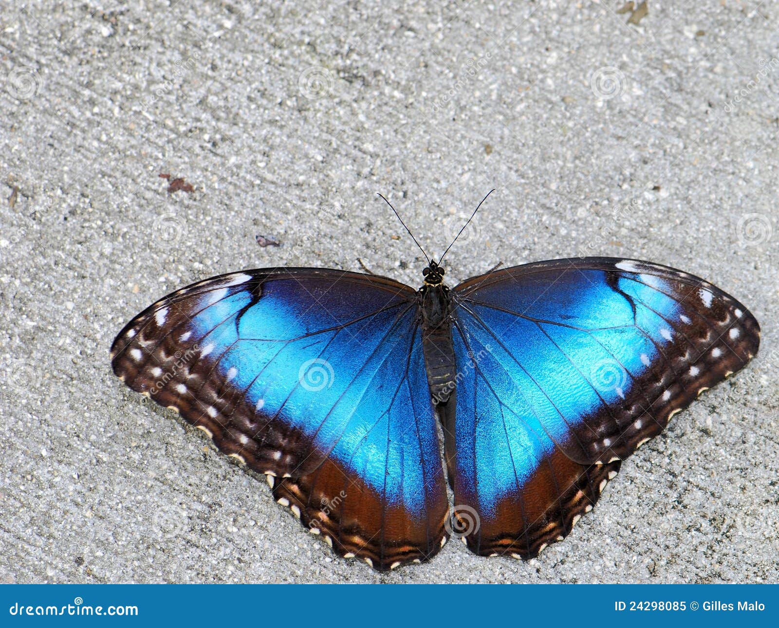 Farfalla Blu Di Morpho (lato Superiore) Immagine Stock - Immagine di ...