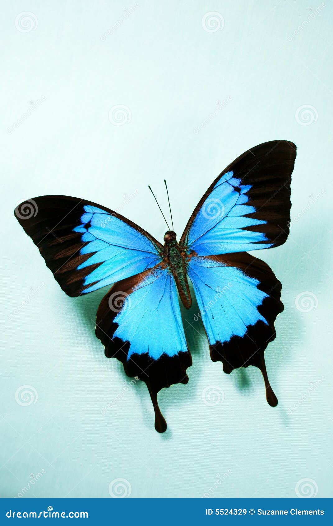 Farfalla blu luminosa immagine stock. Immagine di sparso - 5524329