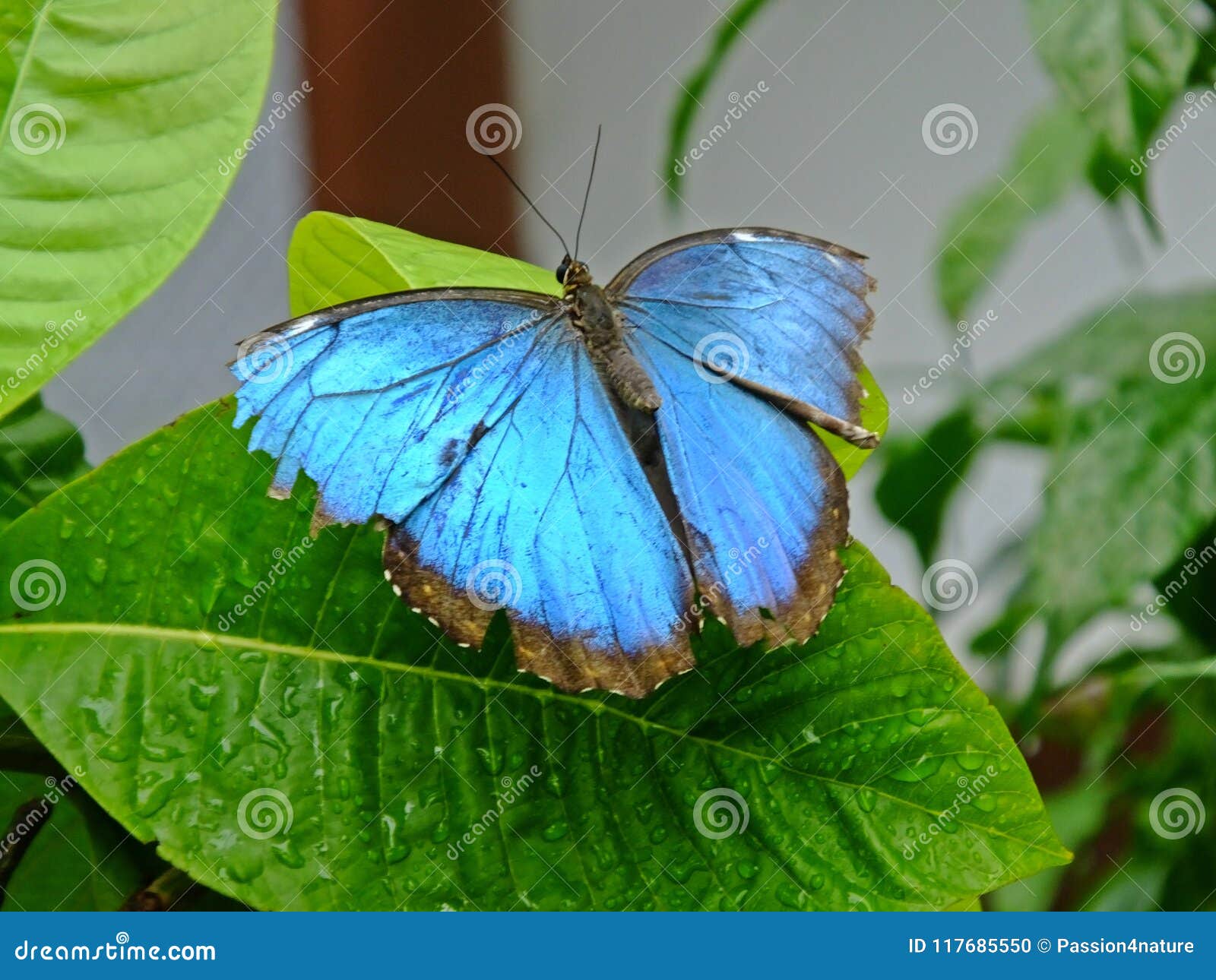 Farfalla Blu M. Di Morpho Menelaus Fotografia Stock - Immagine di ...