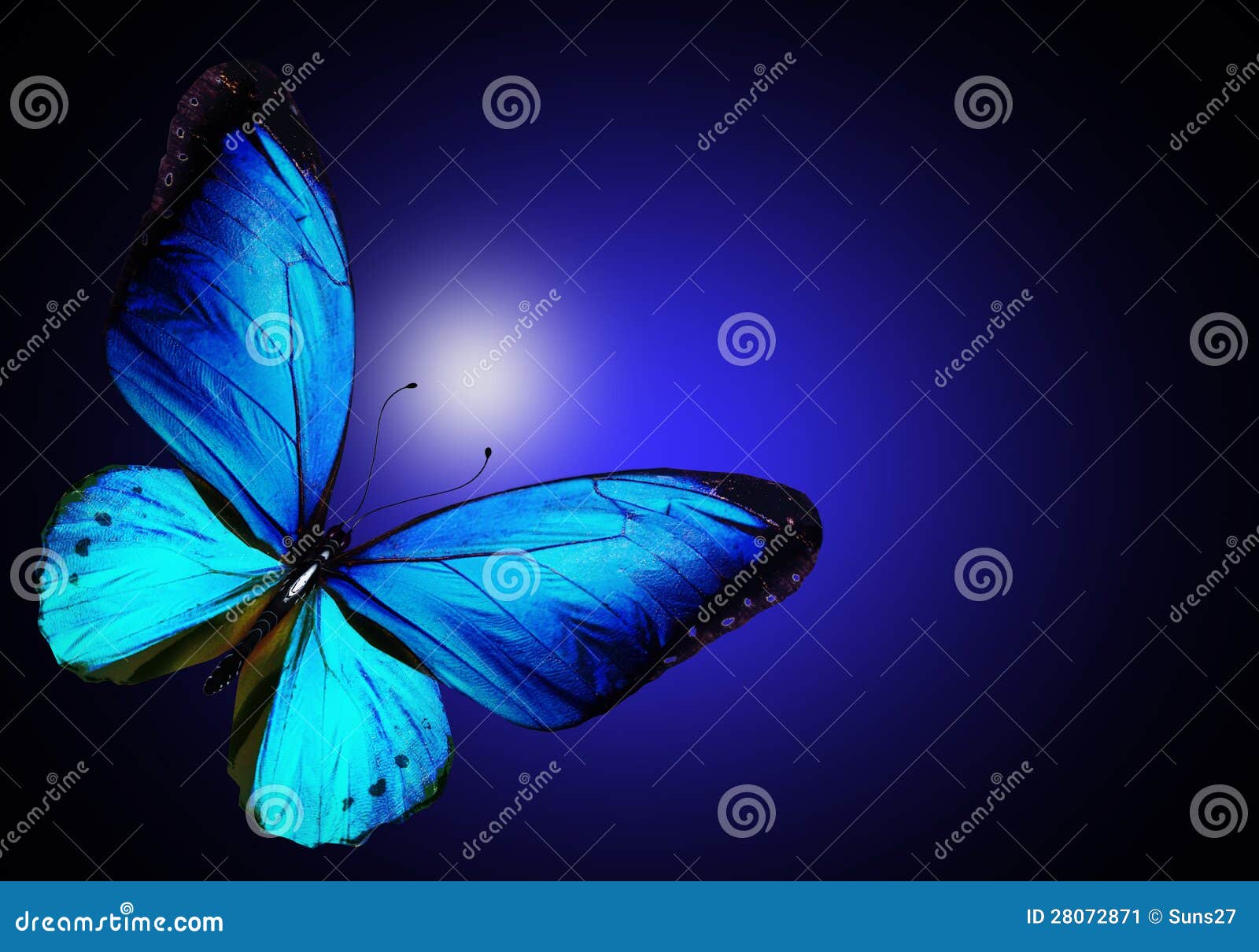 Farfalla blu su fondo blu immagine stock. Immagine di turchese - 28072871