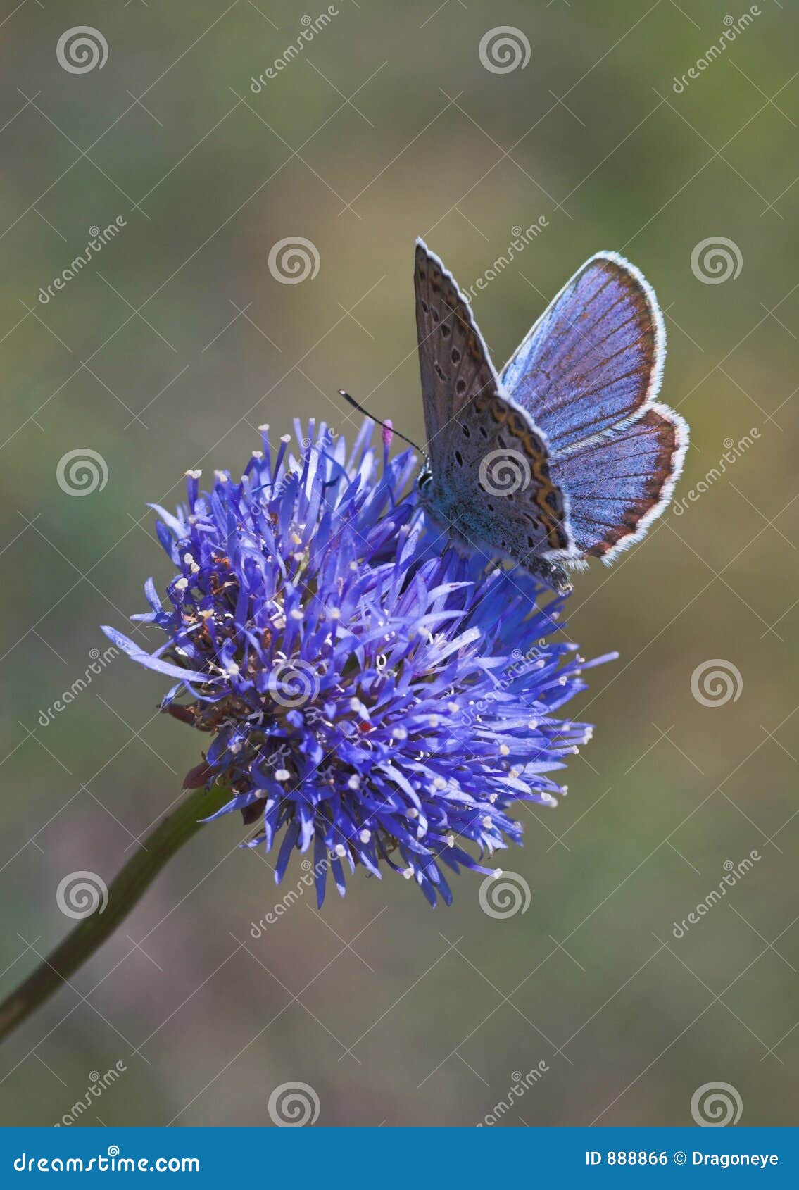 Farfalla blu sul fiore blu fotografia stock. Immagine di nave - 888866