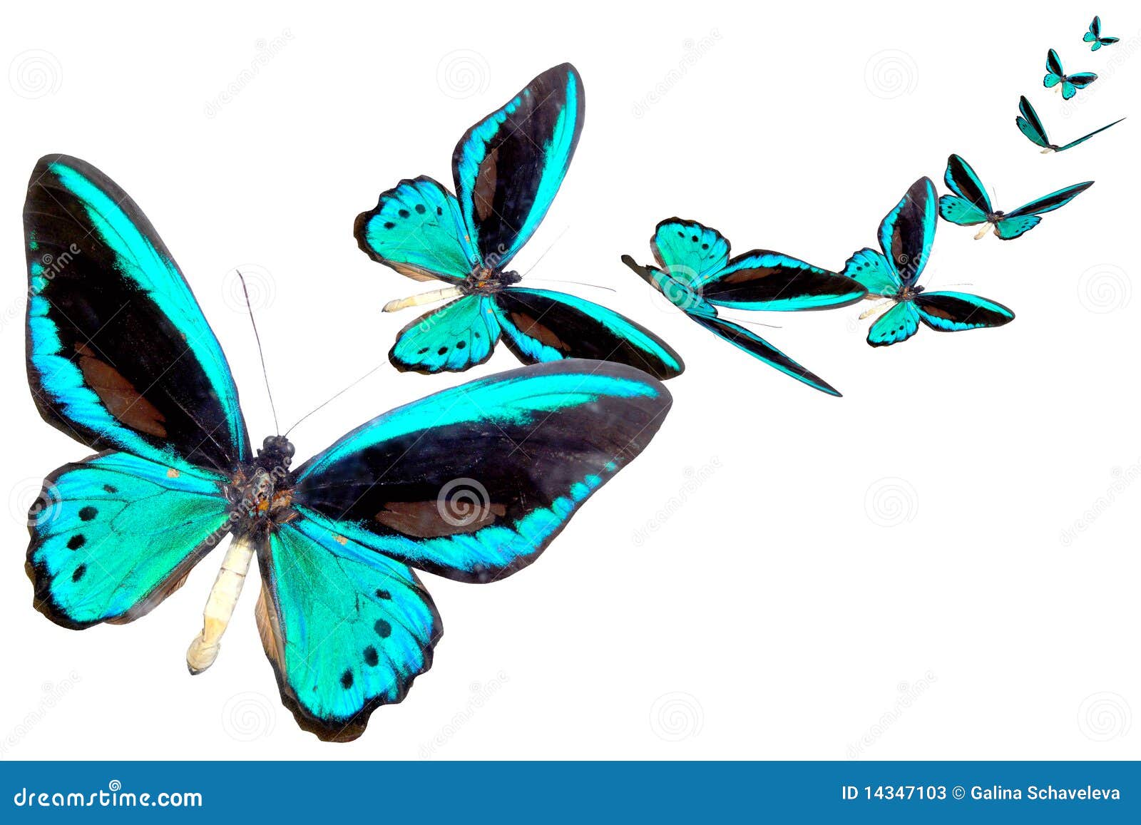 Farfalla brillante blu illustrazione di stock. Illustrazione di ...